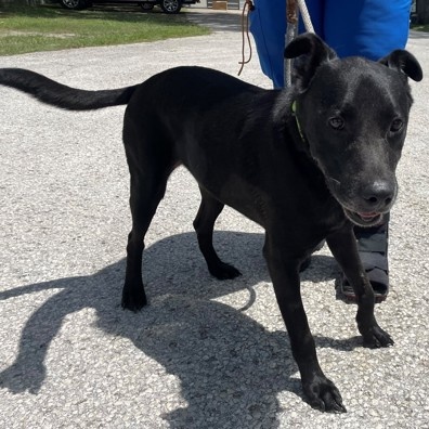 Florida Dog Adoptions | Dogs for Adoption in FL