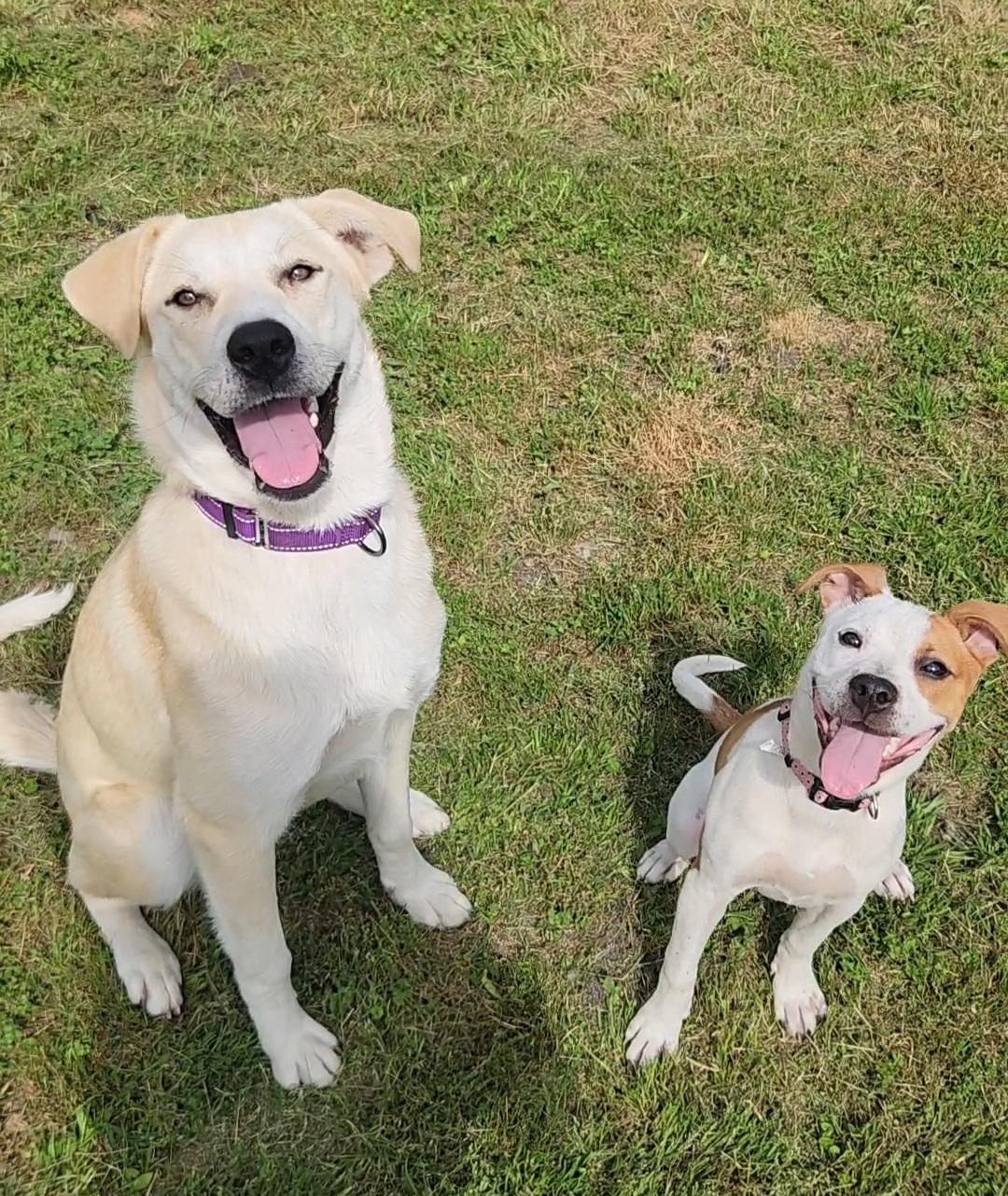 Dog for adoption - Wishbone, a Pit Bull Terrier & Jack Russell Terrier ...