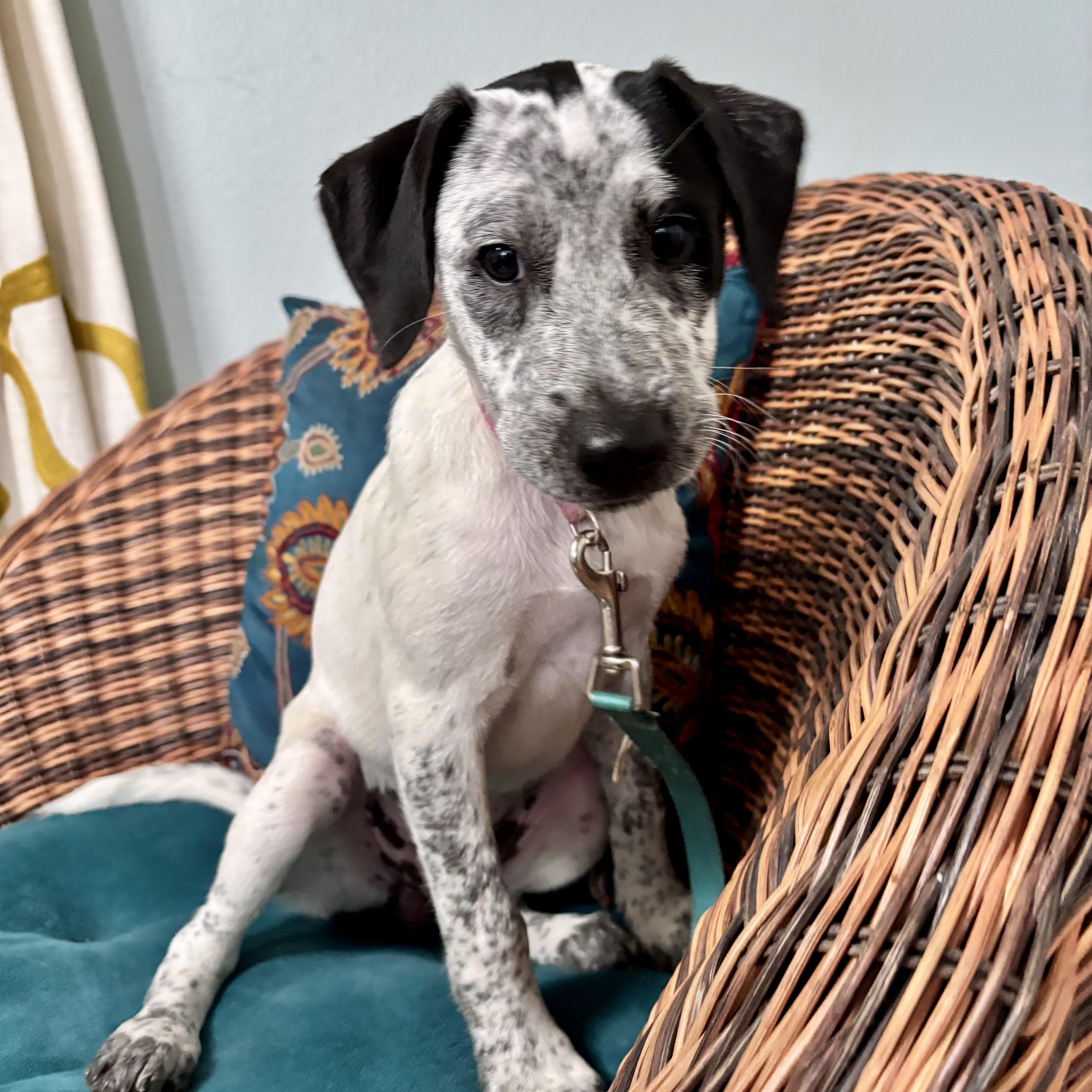 Dog for adoption - Dottie, a German Shorthaired Pointer & Terrier Mix ...