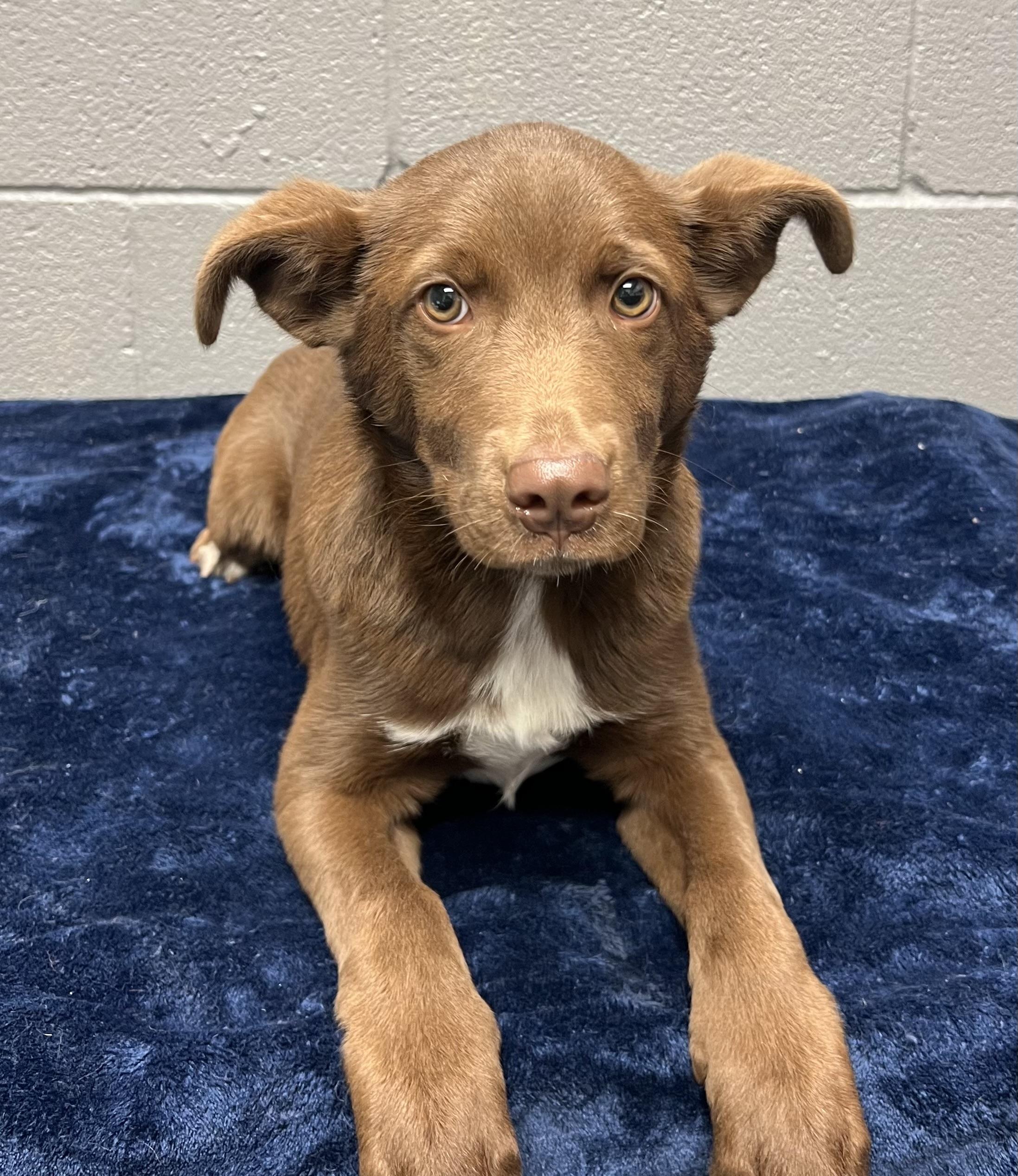 Dog for adoption - Dennis, a Chocolate Labrador Retriever Mix in ...