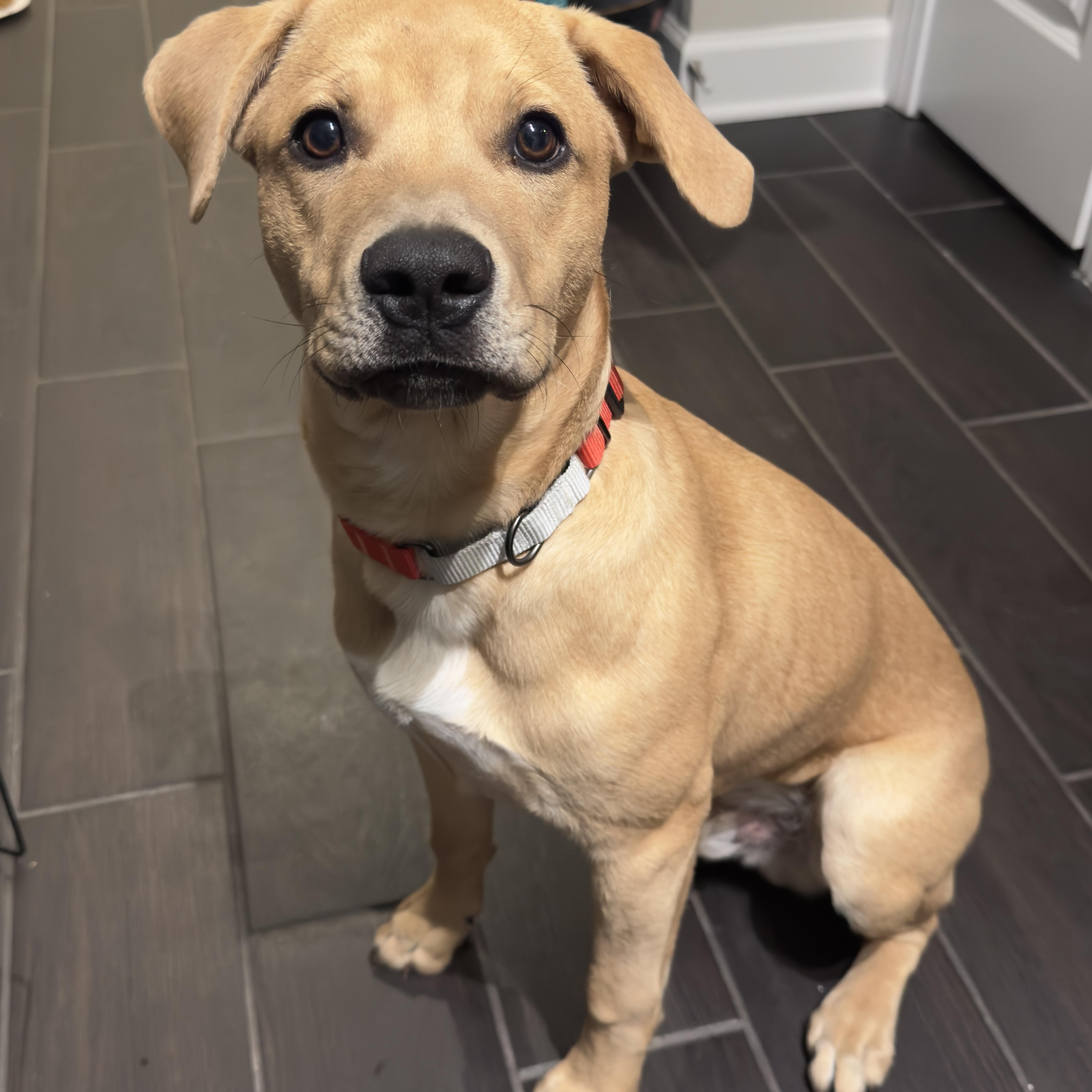 Toby - Adoptable Pet | Petfinder | Petfinder