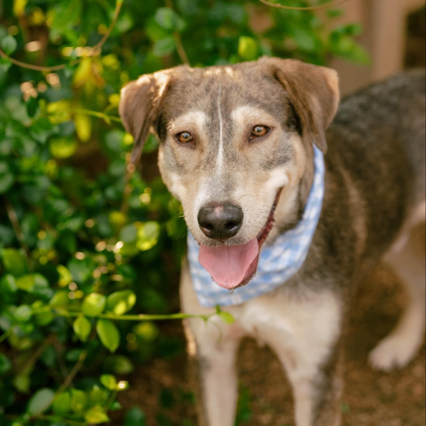 Dog for adoption - Blue, a Labrador Retriever & Husky Mix in Burnsville ...