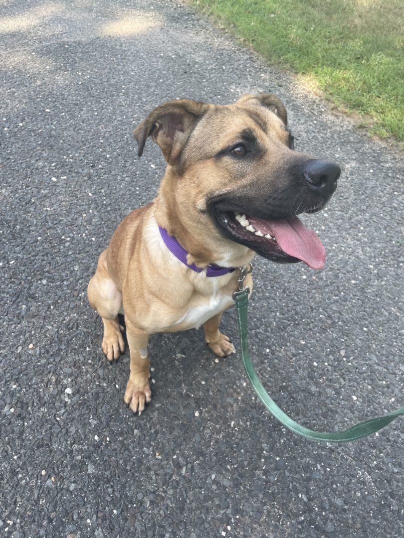 Dog for adoption - Muddy , a Black Mouth Cur & Shepherd Mix in Mendham ...