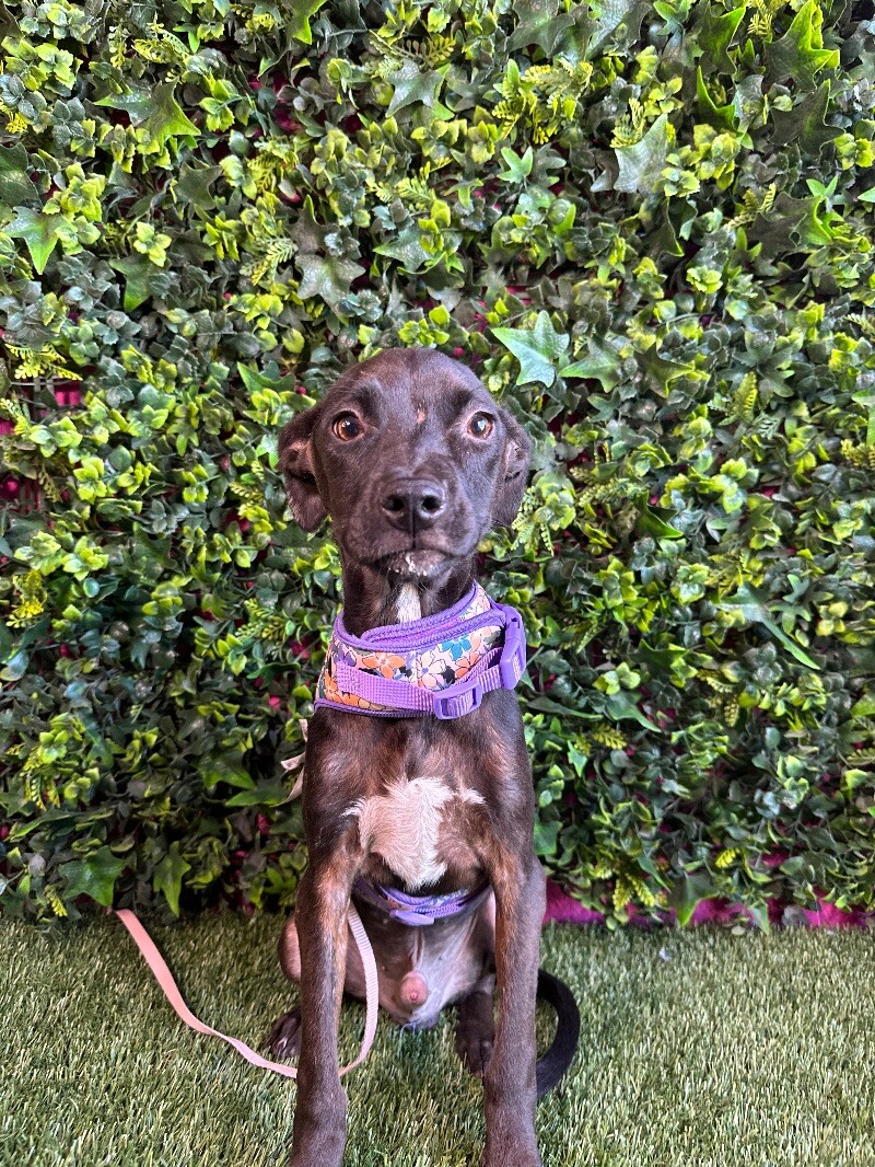 Dog for adoption - Nando, a Beagle & Pug Mix in San Ramon, CA | Petfinder