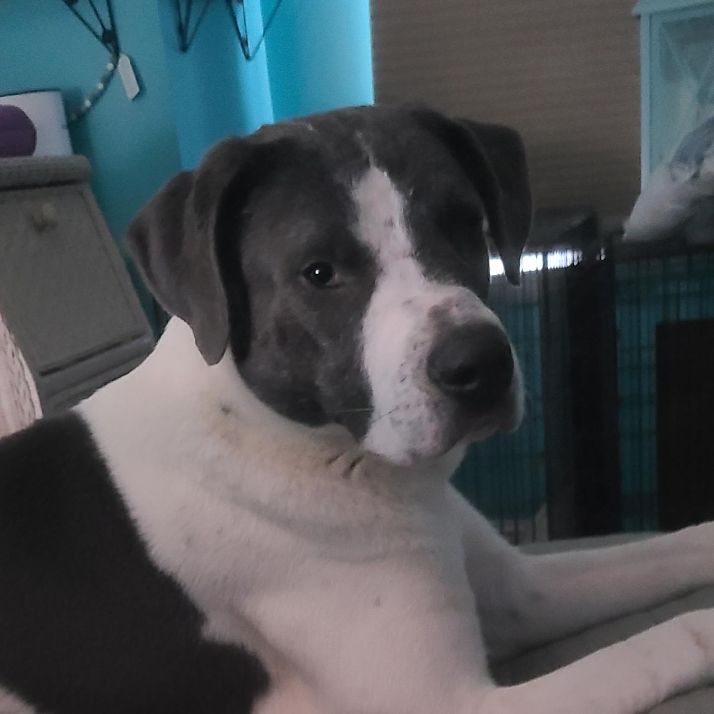 Dog for adoption - Dax, a Labrador Retriever & Boxer Mix in Ridgefield ...