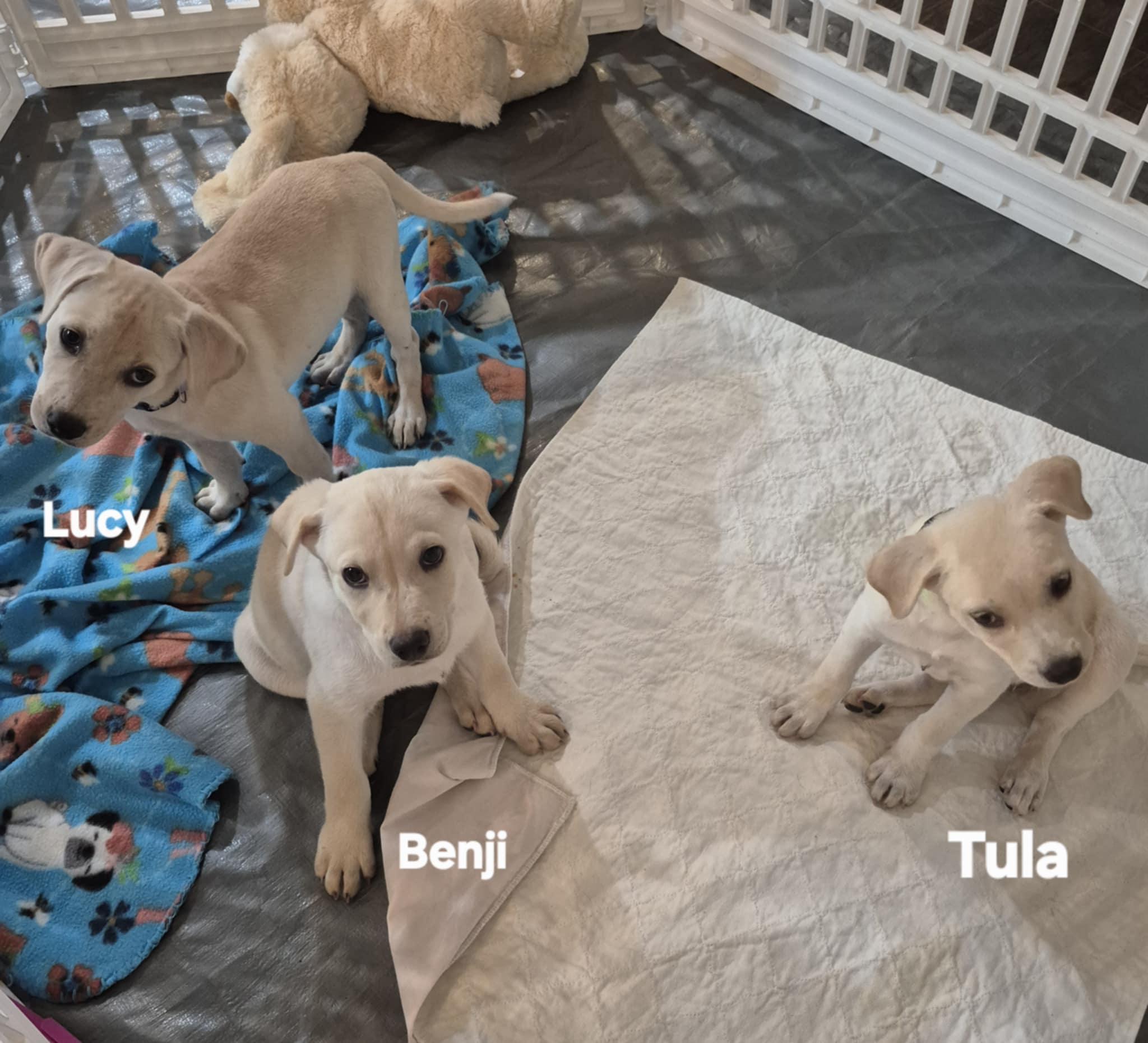 Dog for adoption - Benji, Tula, and Lucy!!, a Yellow Labrador Retriever Mix in Staunton, VA ...