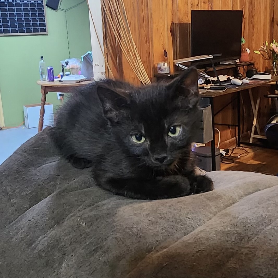 Cat for adoption - Sirius, a Domestic Short Hair in Bentonville, AR ...