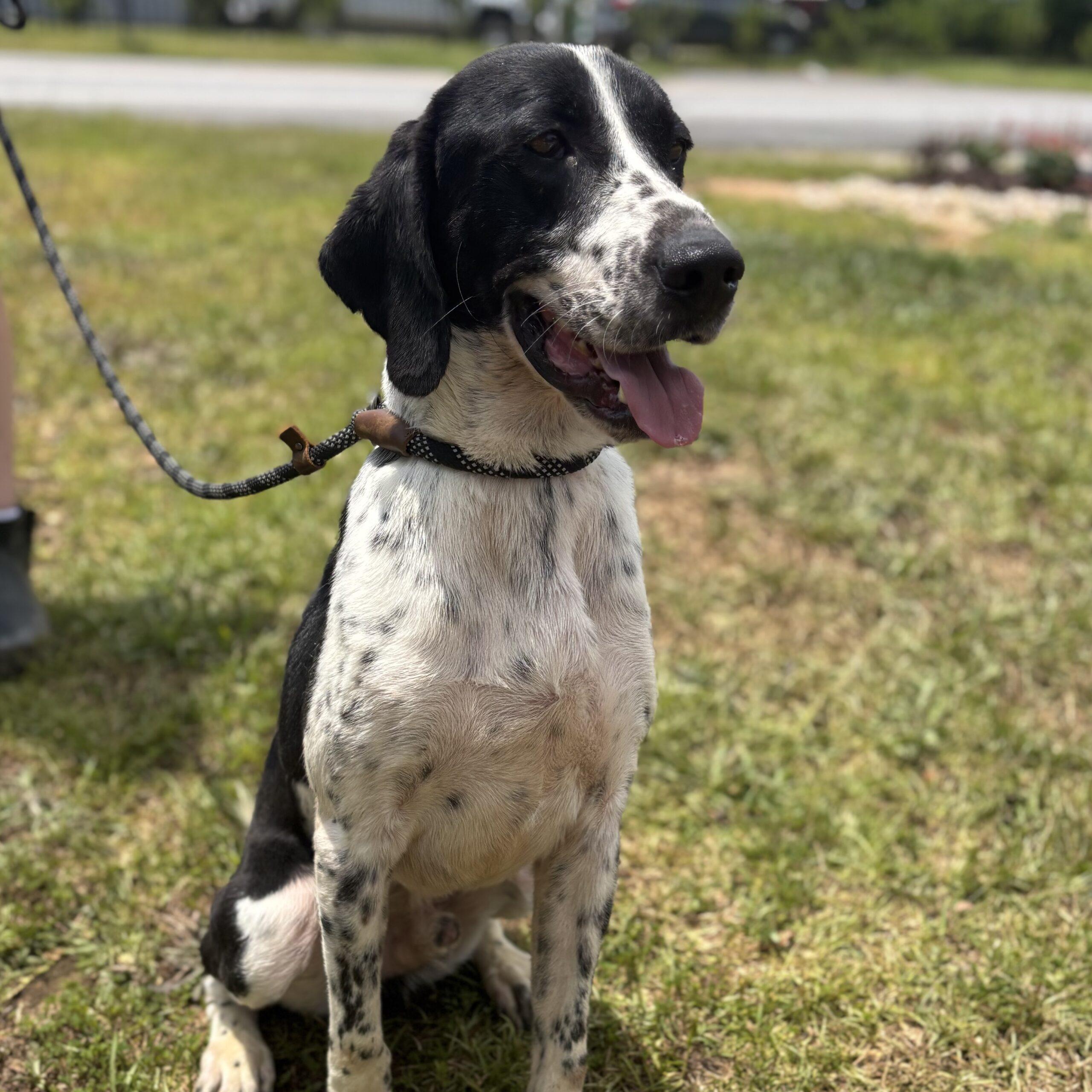 Dog for adoption - Imposter, a German Shorthaired Pointer & Bluetick ...