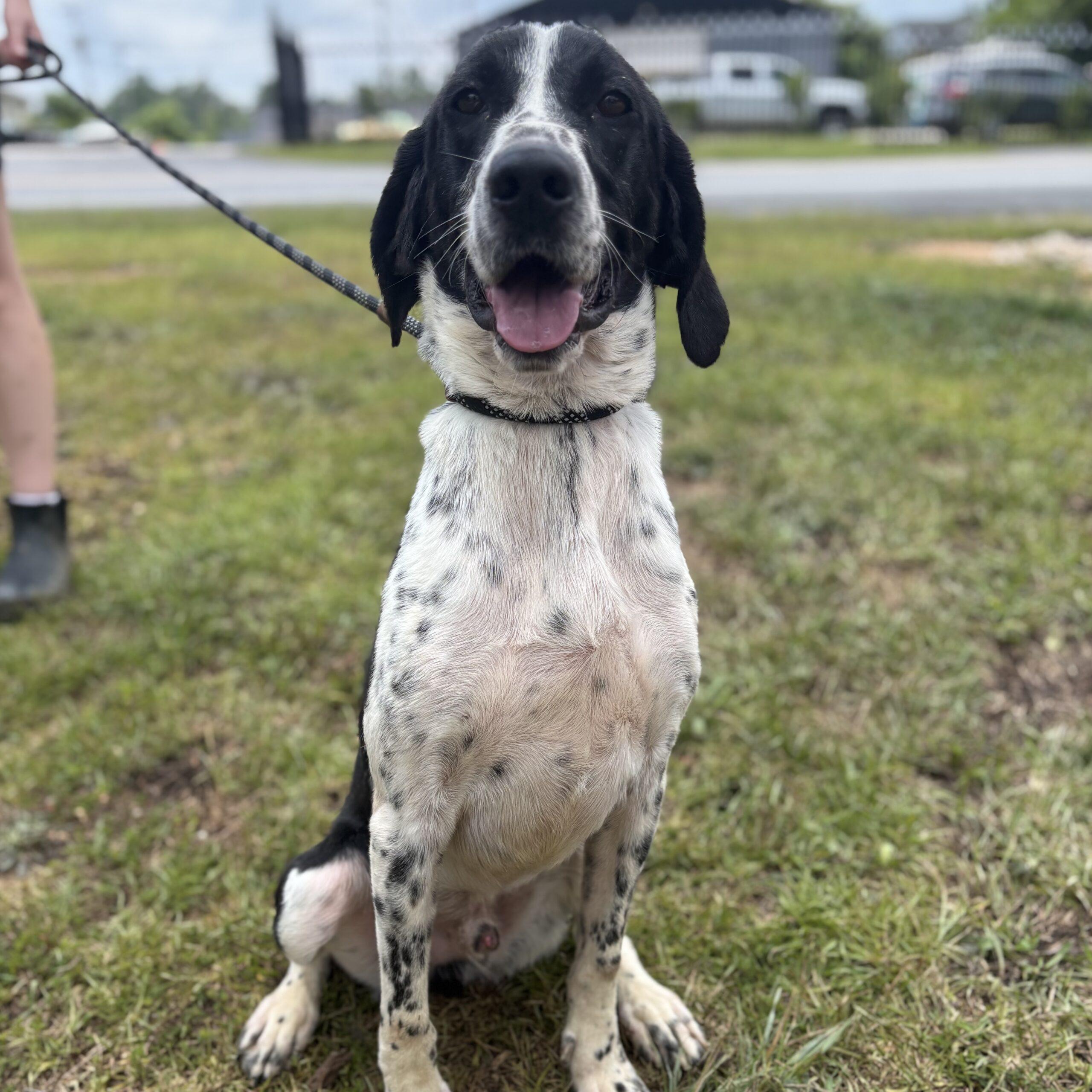 Dog for adoption - Imposter, a German Shorthaired Pointer & Bluetick ...