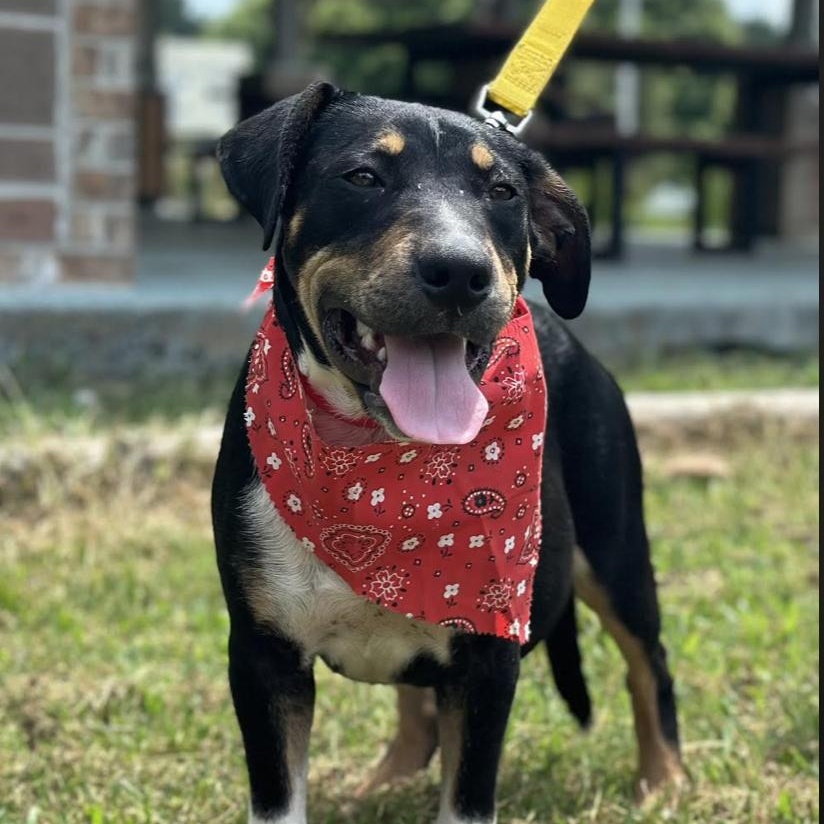 Dog for adoption - Cadbury Easter - Local guy, a Hound & Labrador ...