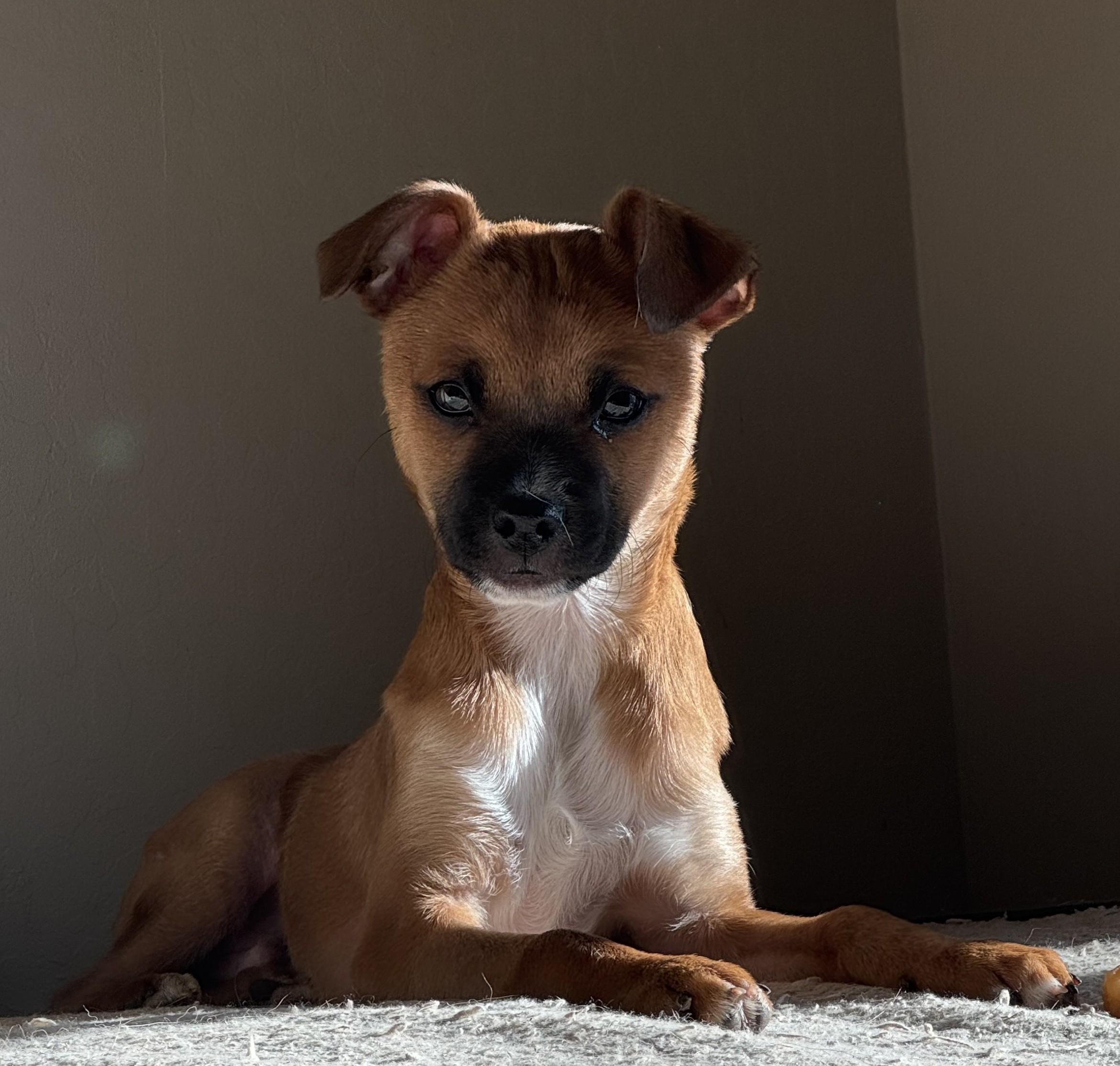 Dog for adoption - Bandit aka Stinker, a Mixed Breed in Sonoma, CA ...