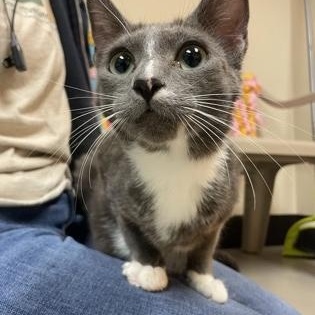 Cat for adoption - Mouse Mouse, a Domestic Short Hair in Bellingham, WA ...