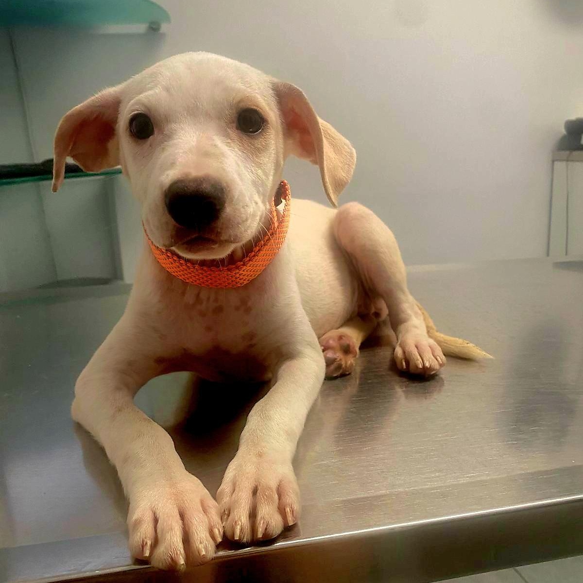 Dog for adoption - TABITHA, a Labrador Retriever Mix in New York, NY | Petfinder