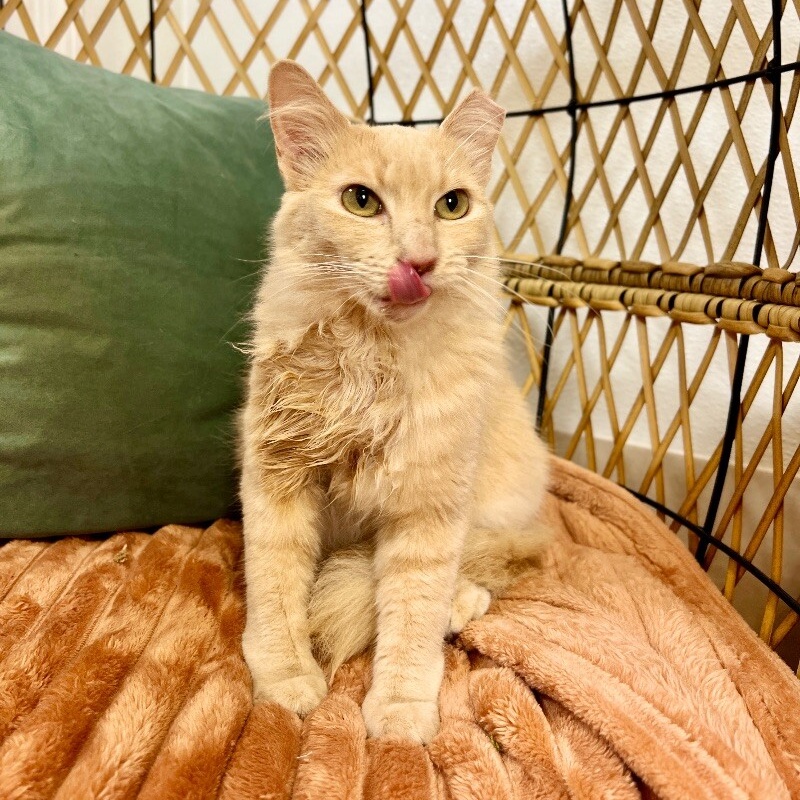 Cat for adoption - Stella Sweetheart, a Tabby & Domestic Medium Hair ...