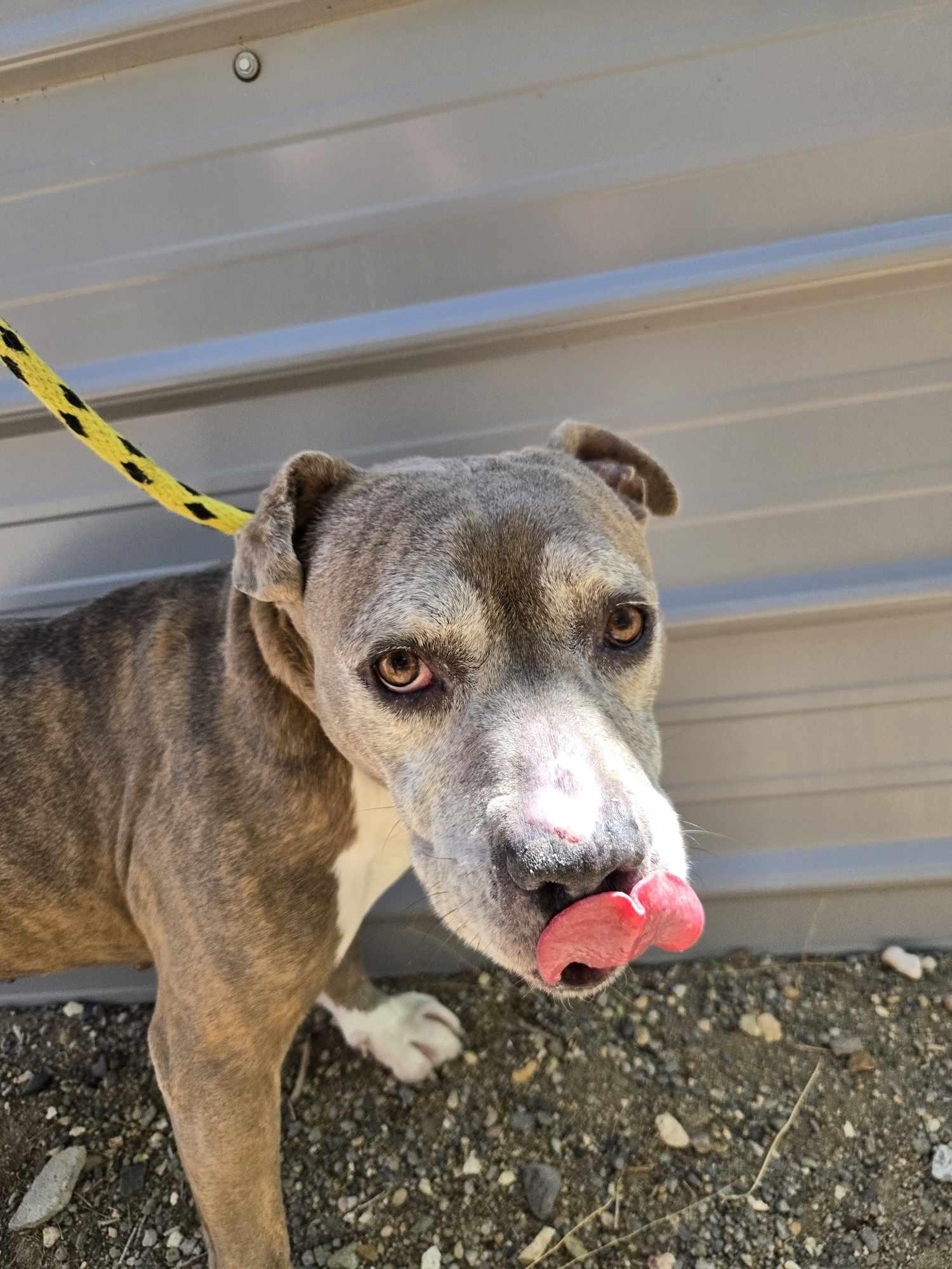Dog for adoption - Shika, a Pit Bull Terrier Mix in Silver Springs, NV ...