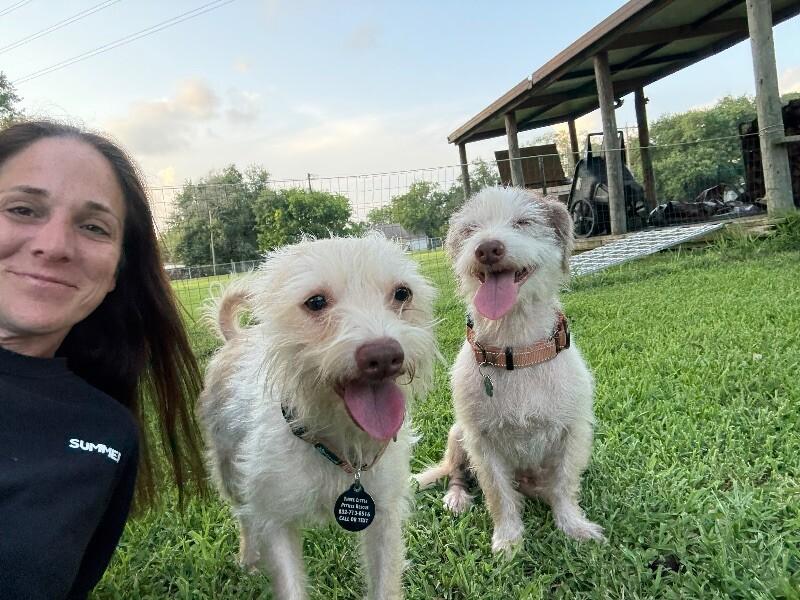 Dog for adoption - Gidget Gwyn, a Chihuahua & Border Terrier Mix in ...