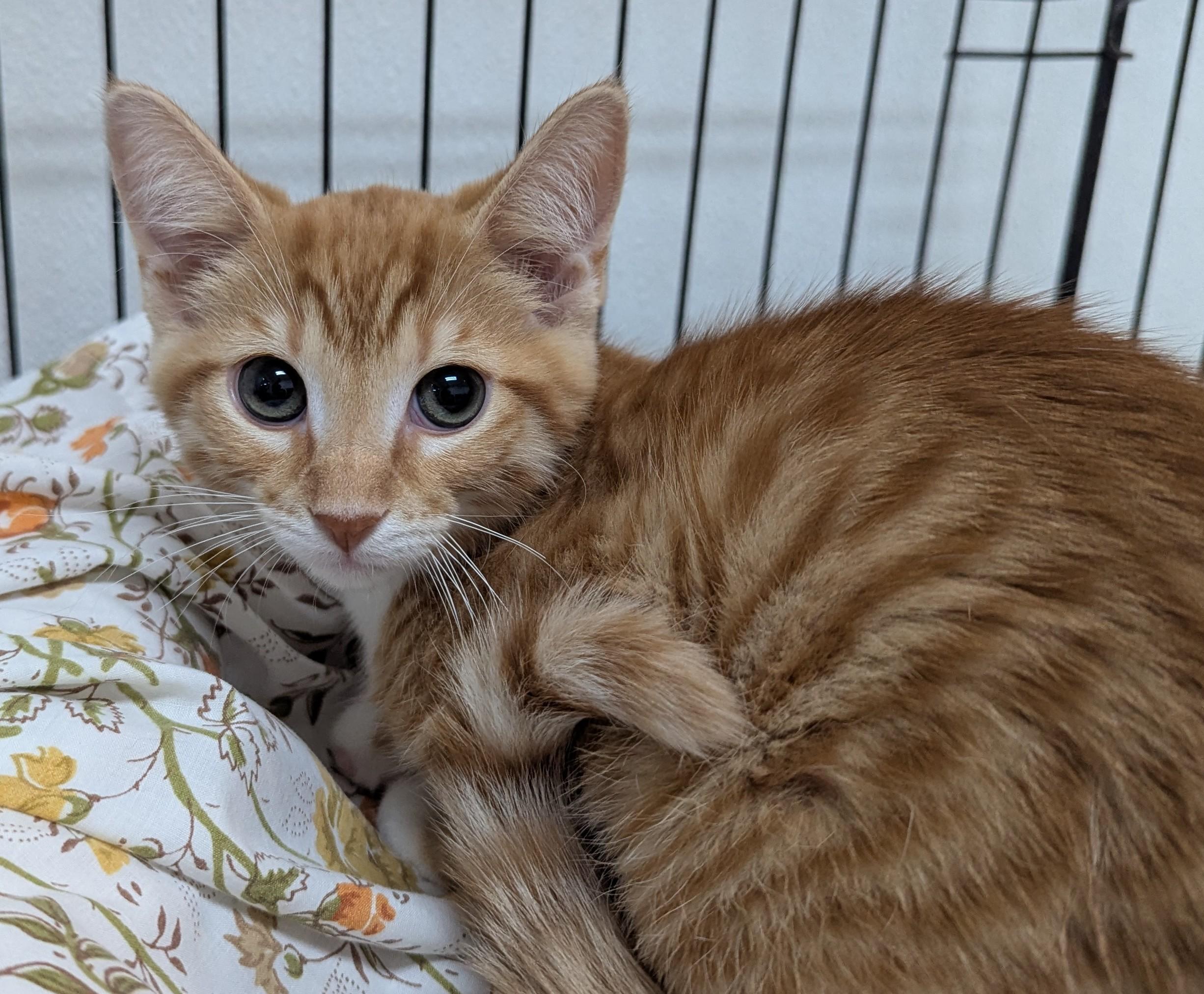 Cat for adoption - Gomer, a Domestic Short Hair in Decatur, IL | Petfinder