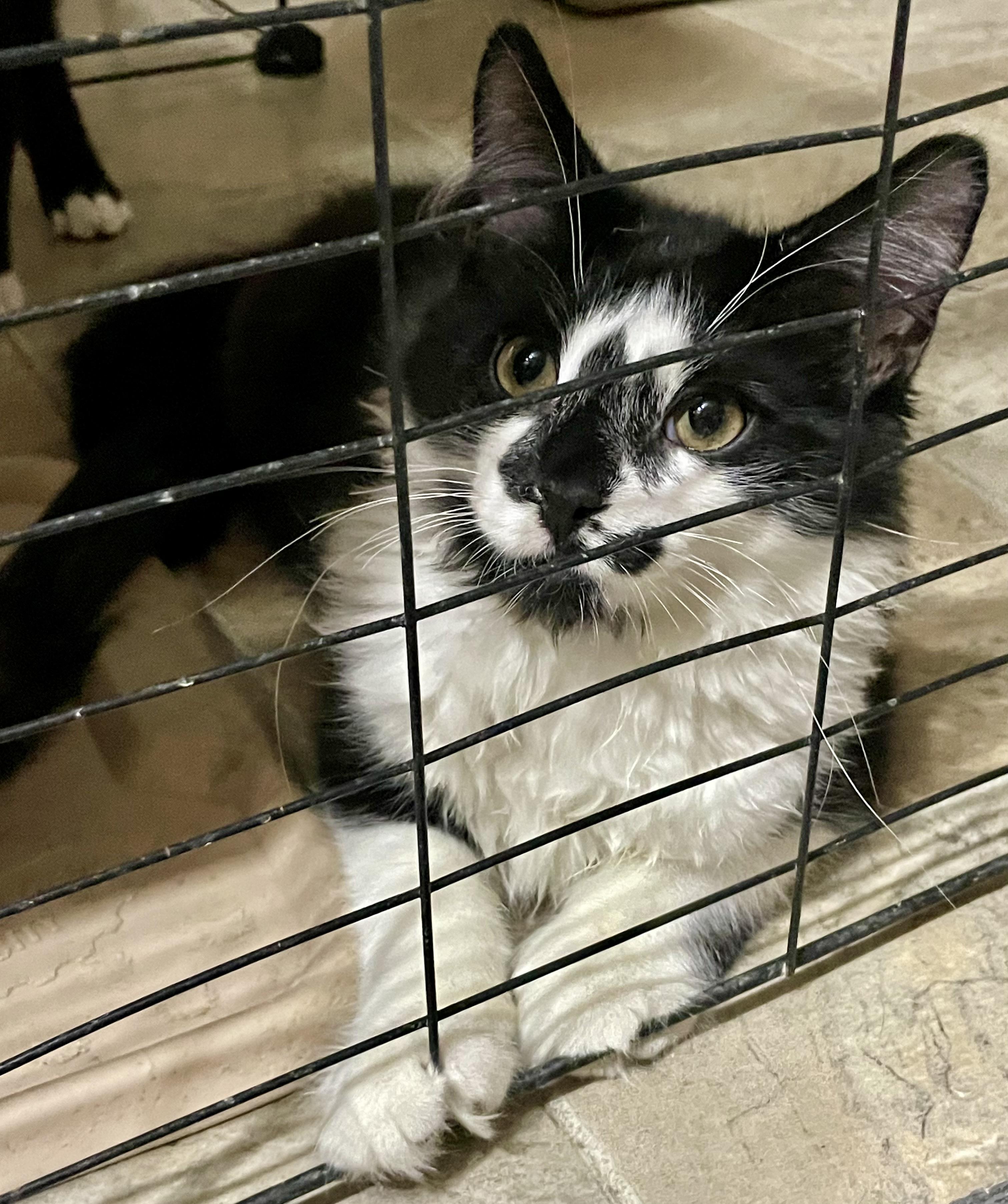 Cat for adoption - Hemey, a Domestic Medium Hair Mix in Lacon, IL ...