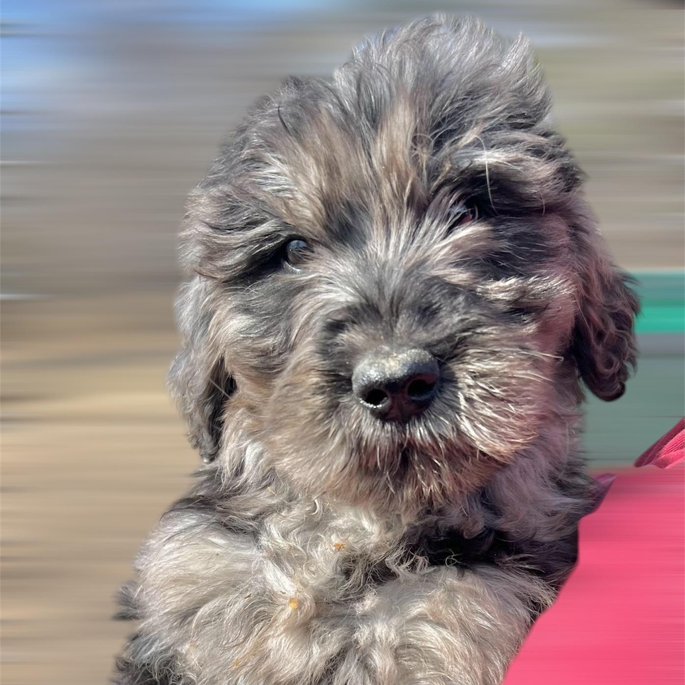 Dog for adoption - Braxton, a Golden Retriever & Poodle Mix in South ...