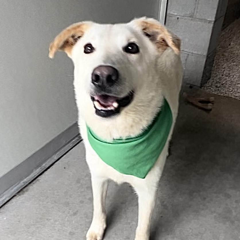 Dog for adoption - Jager, a German Shepherd Dog & Labrador Retriever ...