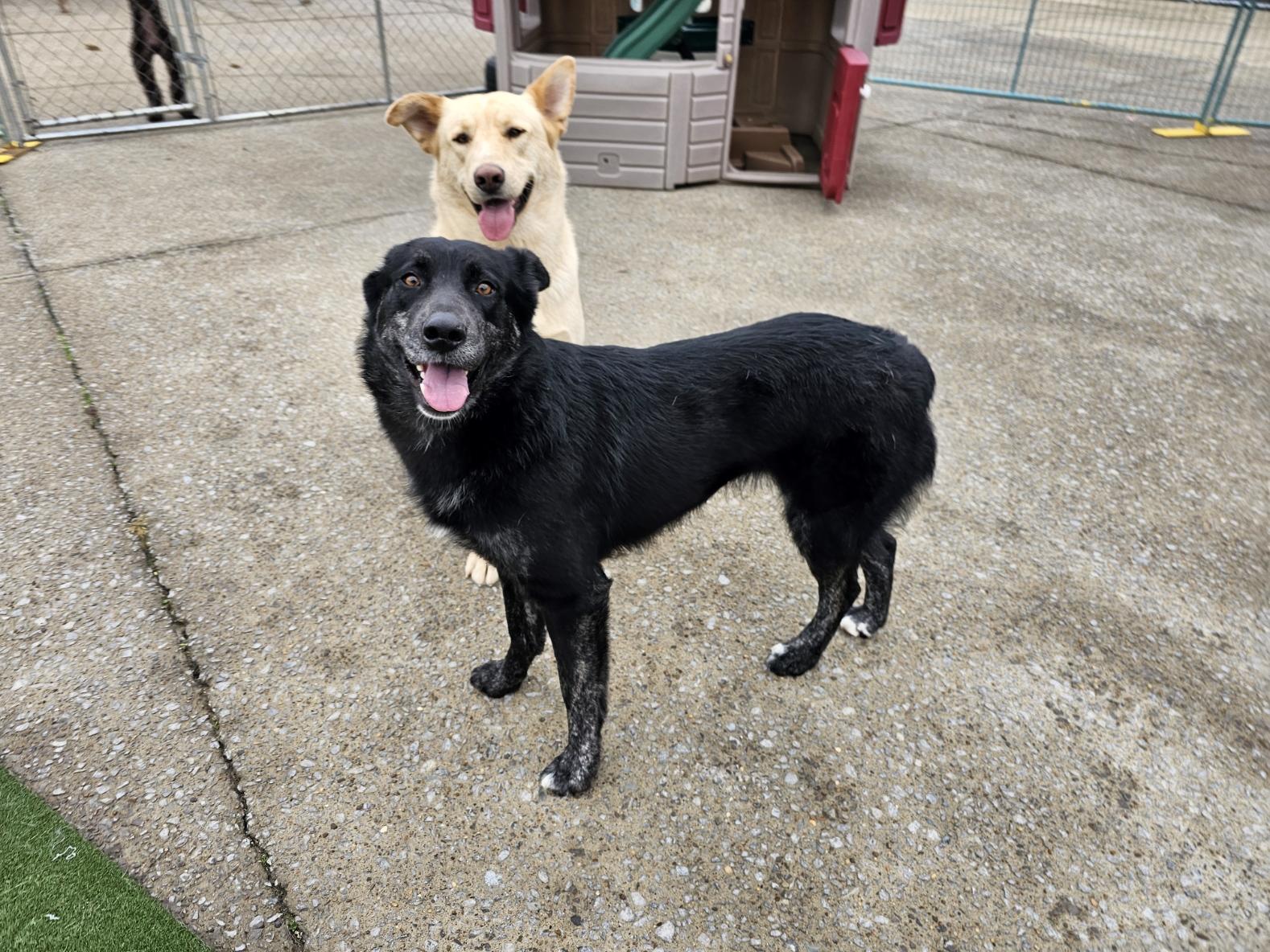Dog for adoption - Trisha, a Shepherd & Labrador Retriever Mix in ...