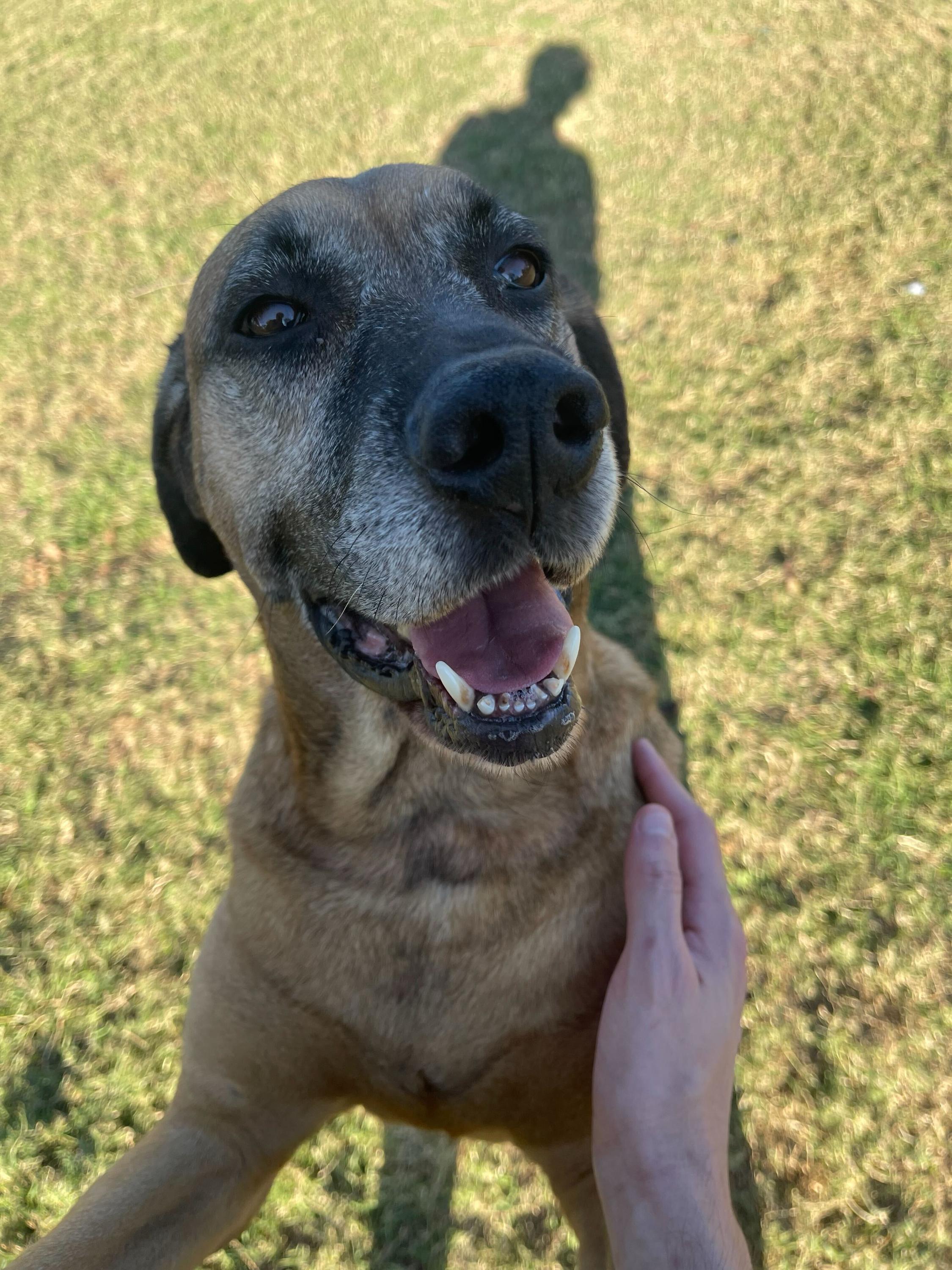 Dog for adoption - Holly, a Plott Hound Mix in Albany, NY | Petfinder