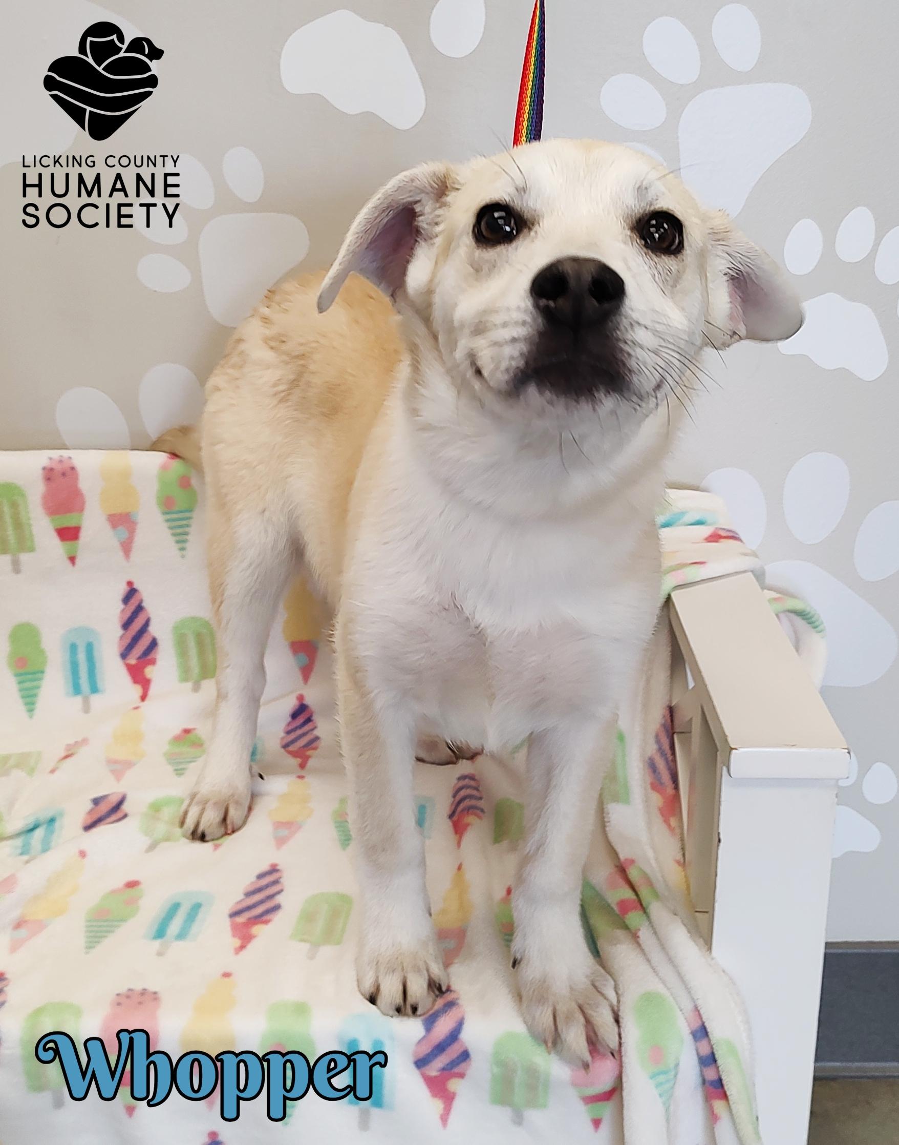 Dog for adoption - Whopper, a Mixed Breed in Heath, OH | Petfinder