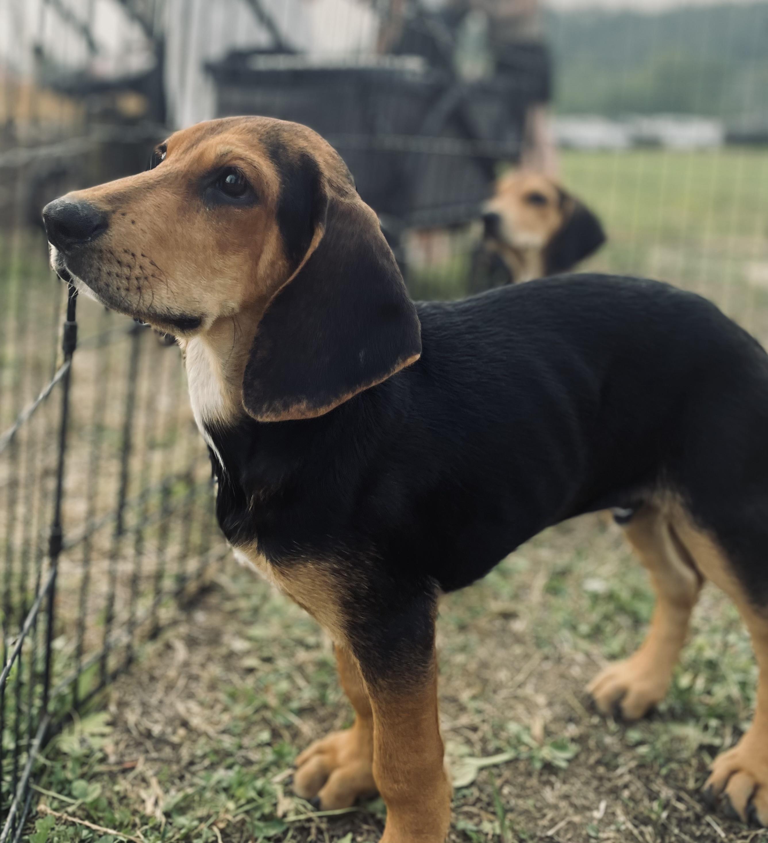 Dog for adoption - Christiano, a Coonhound Mix in Newport, RI | Petfinder