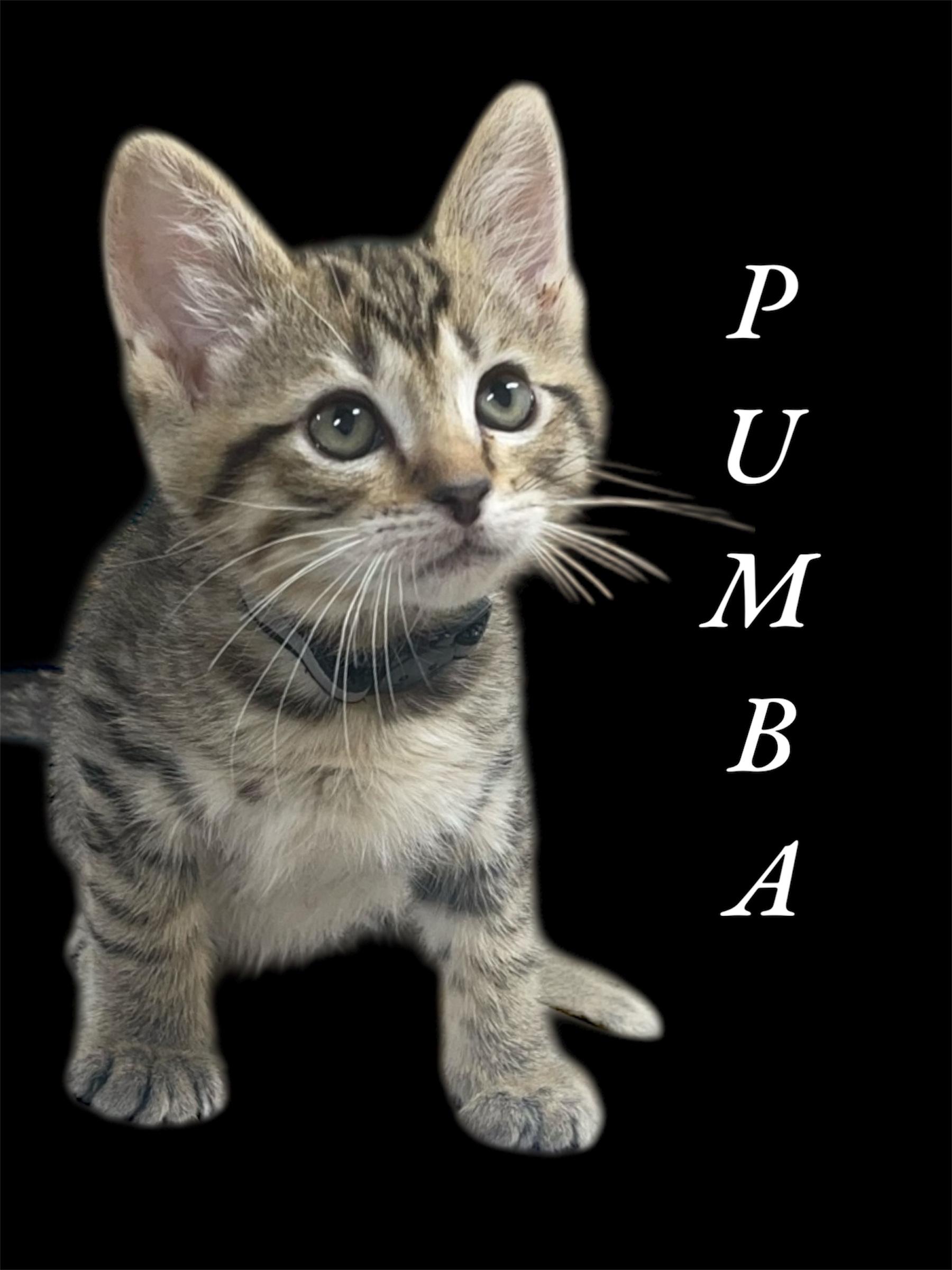 Cat for adoption - Pumba, a Domestic Short Hair in Auburn, CA | Petfinder