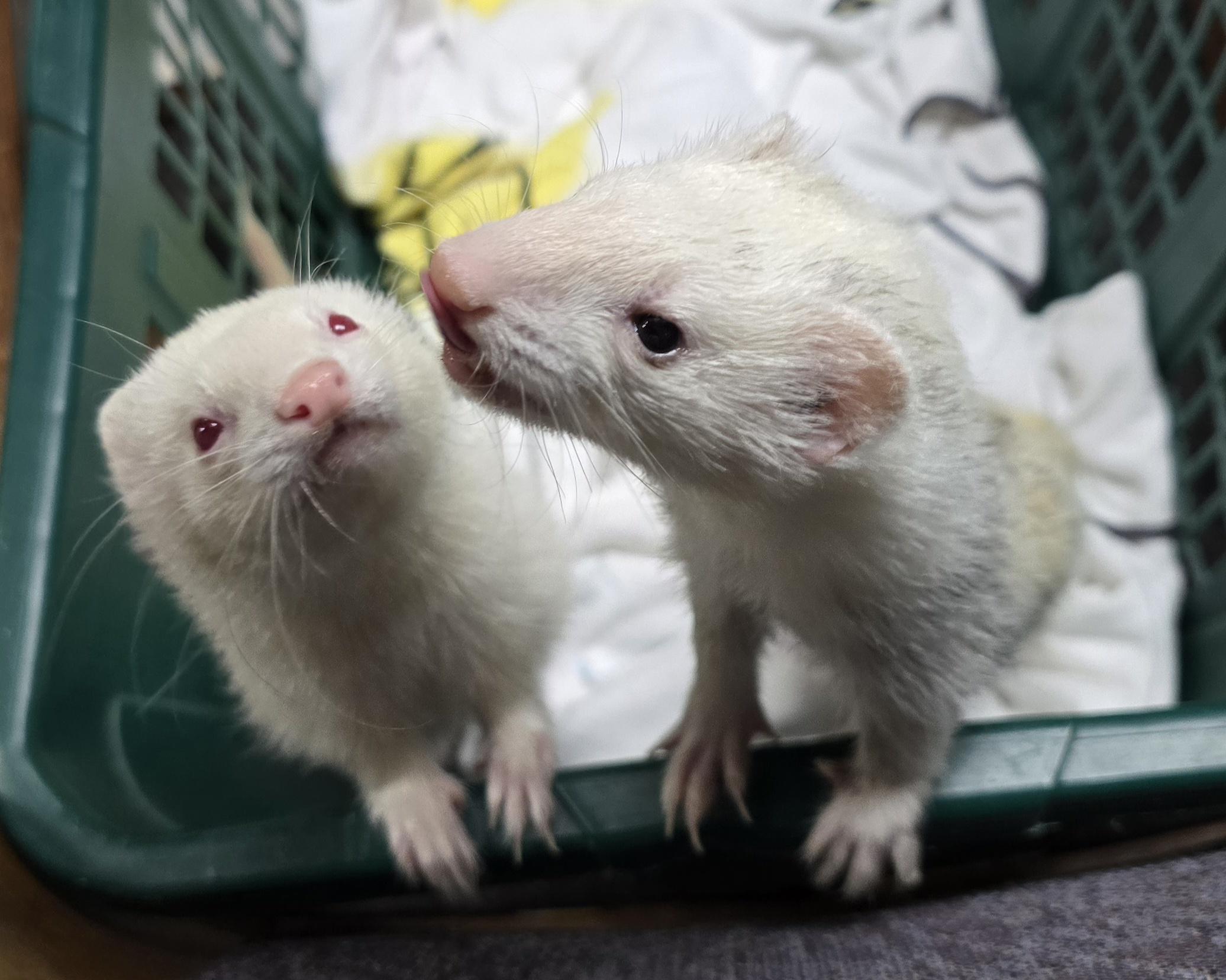 Ferret for adoption - Emily and Ruby, a Ferret in Randolph, NJ | Petfinder