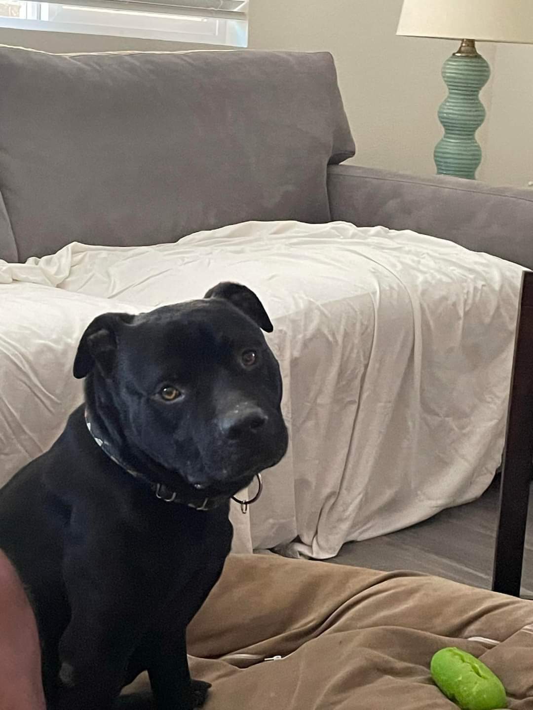 Dog for adoption - Rusty, a Pit Bull Terrier Mix in Walnut Creek, CA ...