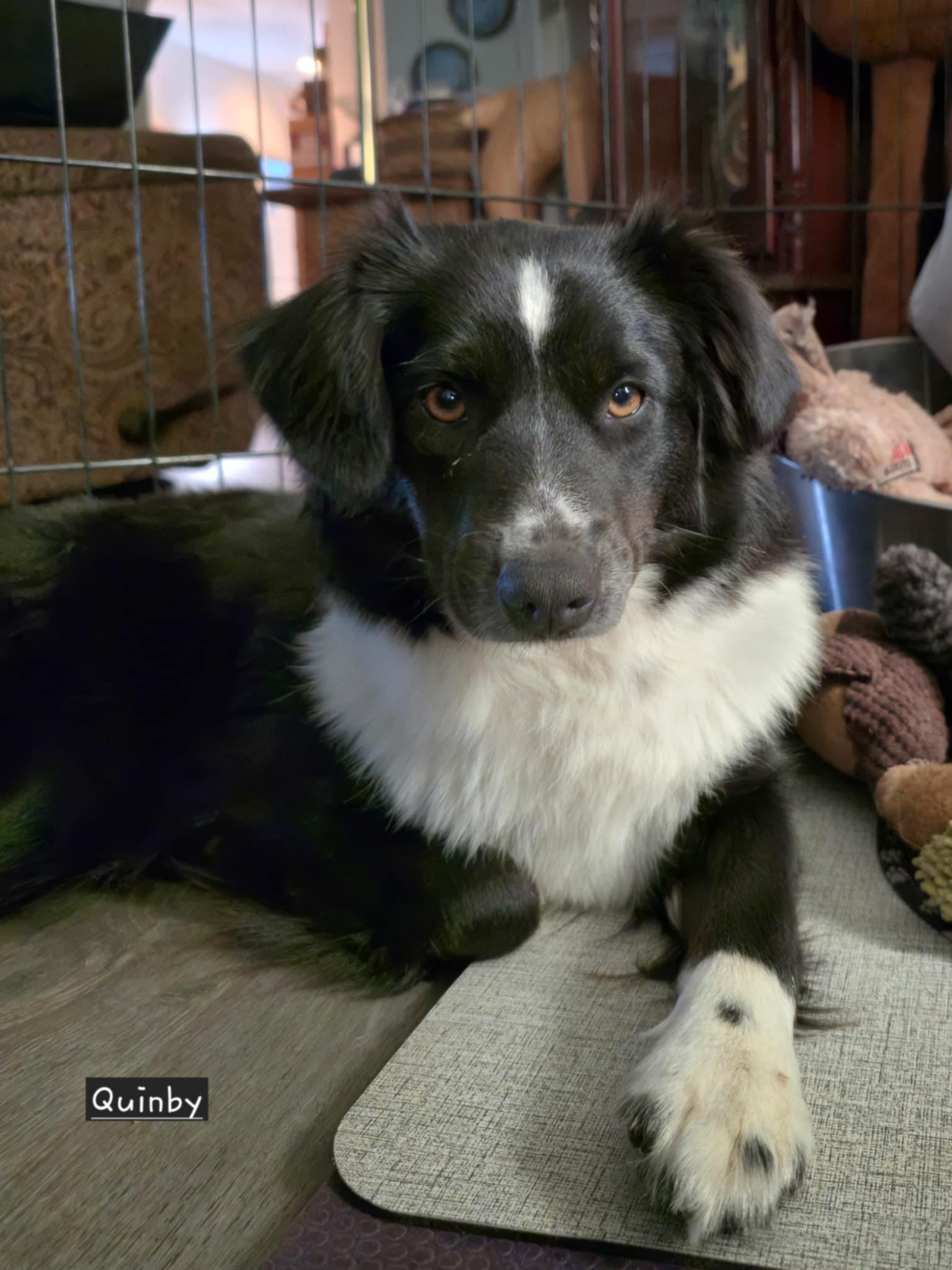 Dog for adoption - Quite the Catch Quinby, an Australian Shepherd in La ...