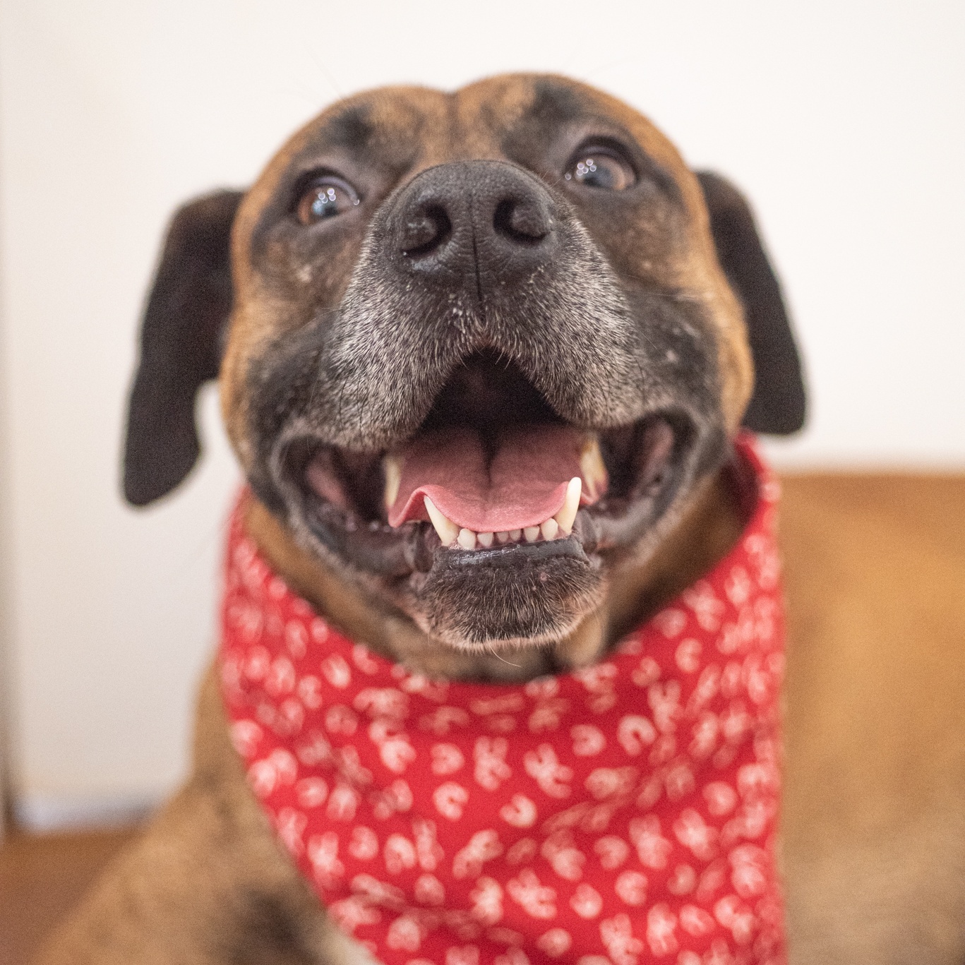 Dog for adoption - Howie, a Black Mouth Cur in Mason, TX | Petfinder