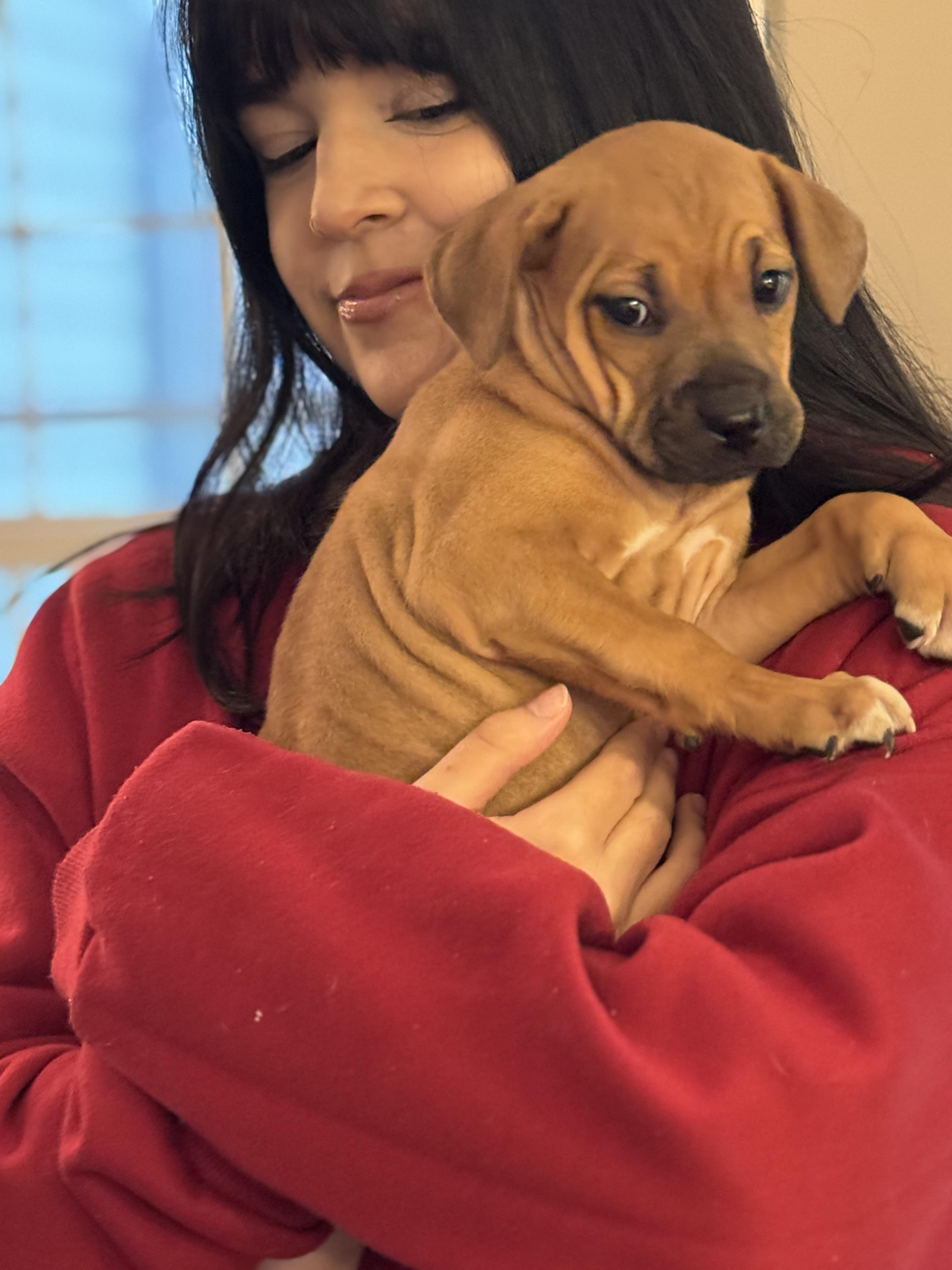 Dog for adoption - Cappuccino, a Hound Mix in Woodbury, CT | Petfinder