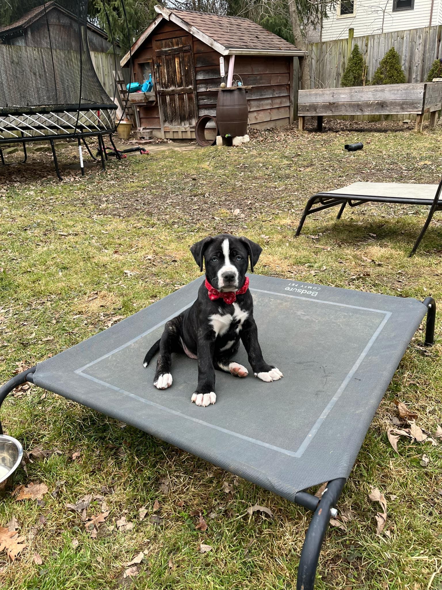 Dog for adoption - Dixie, a Mastiff & Boxer Mix in Appin, ON | Petfinder