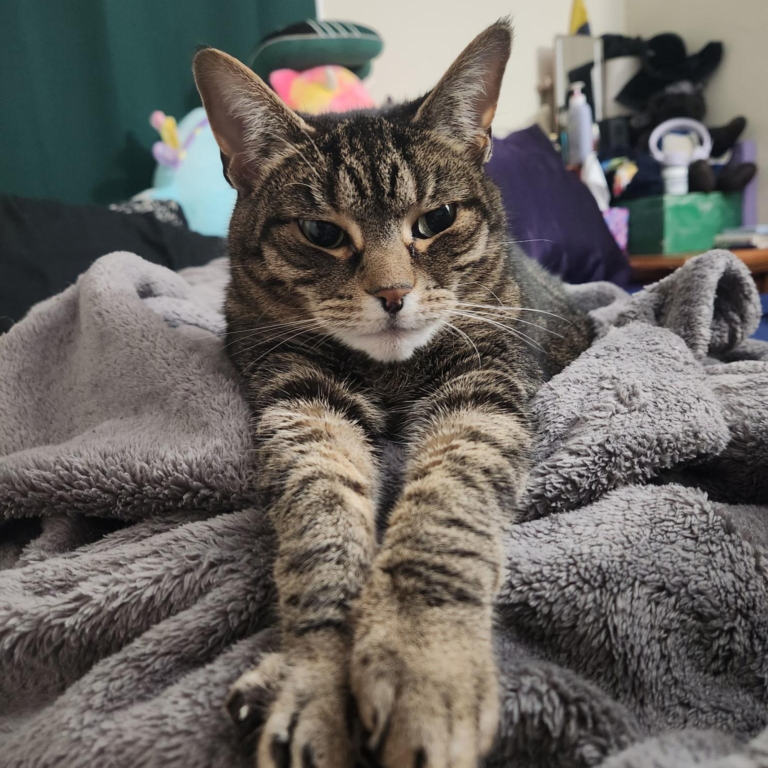 Cat for adoption - Kit, a Tabby in Melrose, MA | Petfinder