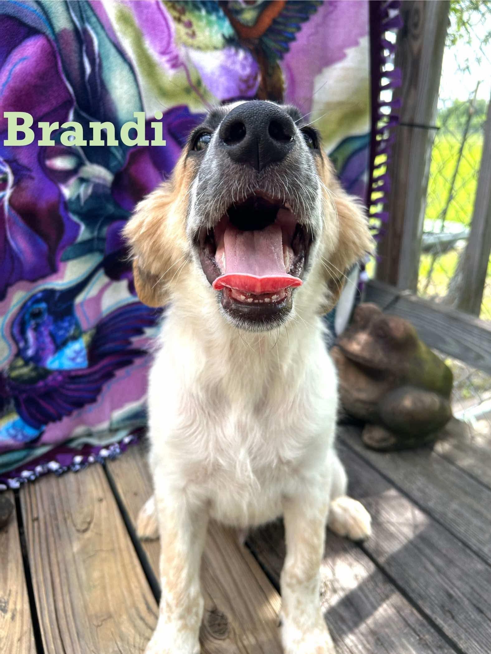 Dog for adoption - Puppy Brandy (male), an Anatolian Shepherd & Great ...