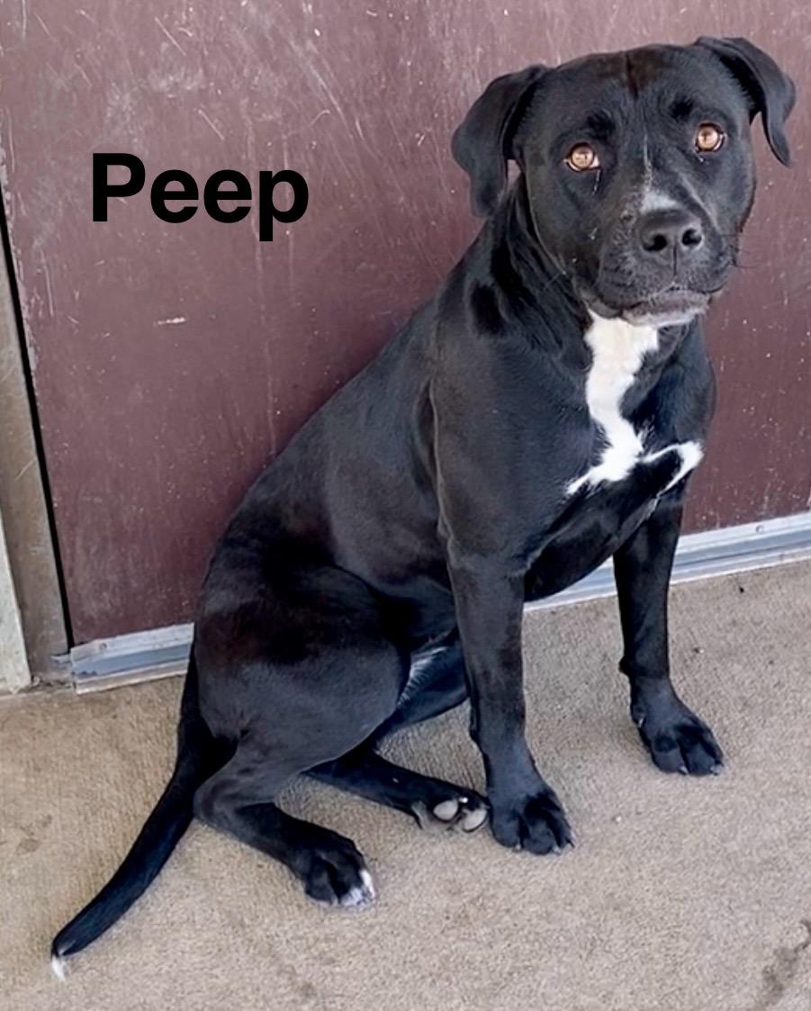 Dog for adoption - Peep, a Pit Bull Terrier in Pomeroy, OH | Petfinder