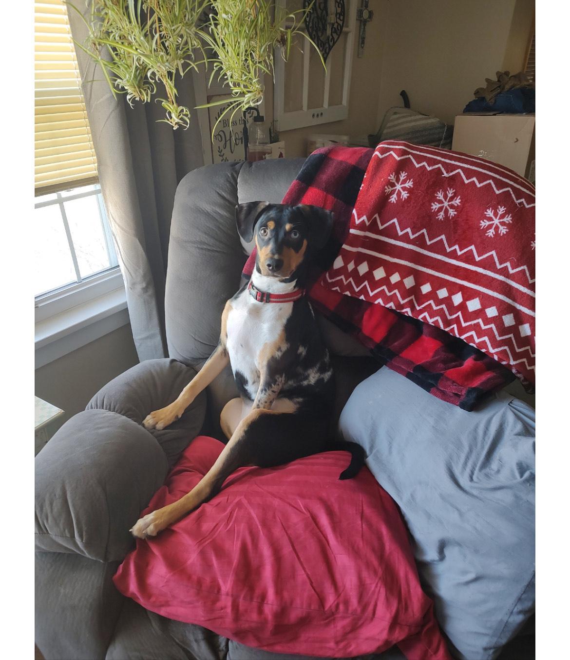 Dog for adoption - Danika, a Catahoula Leopard Dog & Beagle Mix in ...