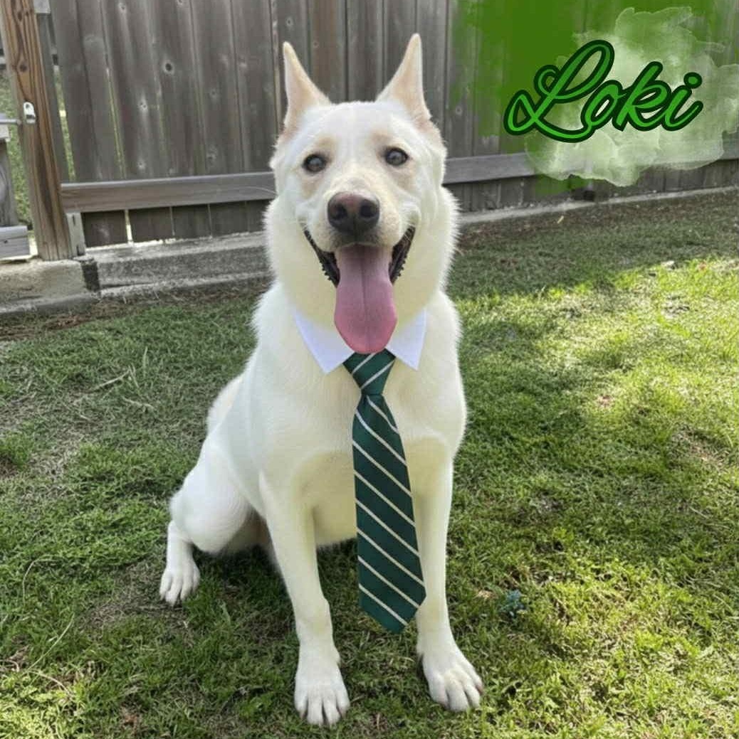 Dog for adoption - LOKI GS, a German Shepherd Dog & Husky Mix in ...