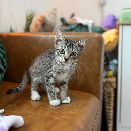 Cat for adoption - Diane Gillespie TCHS, a Tabby & Domestic Short Hair ...