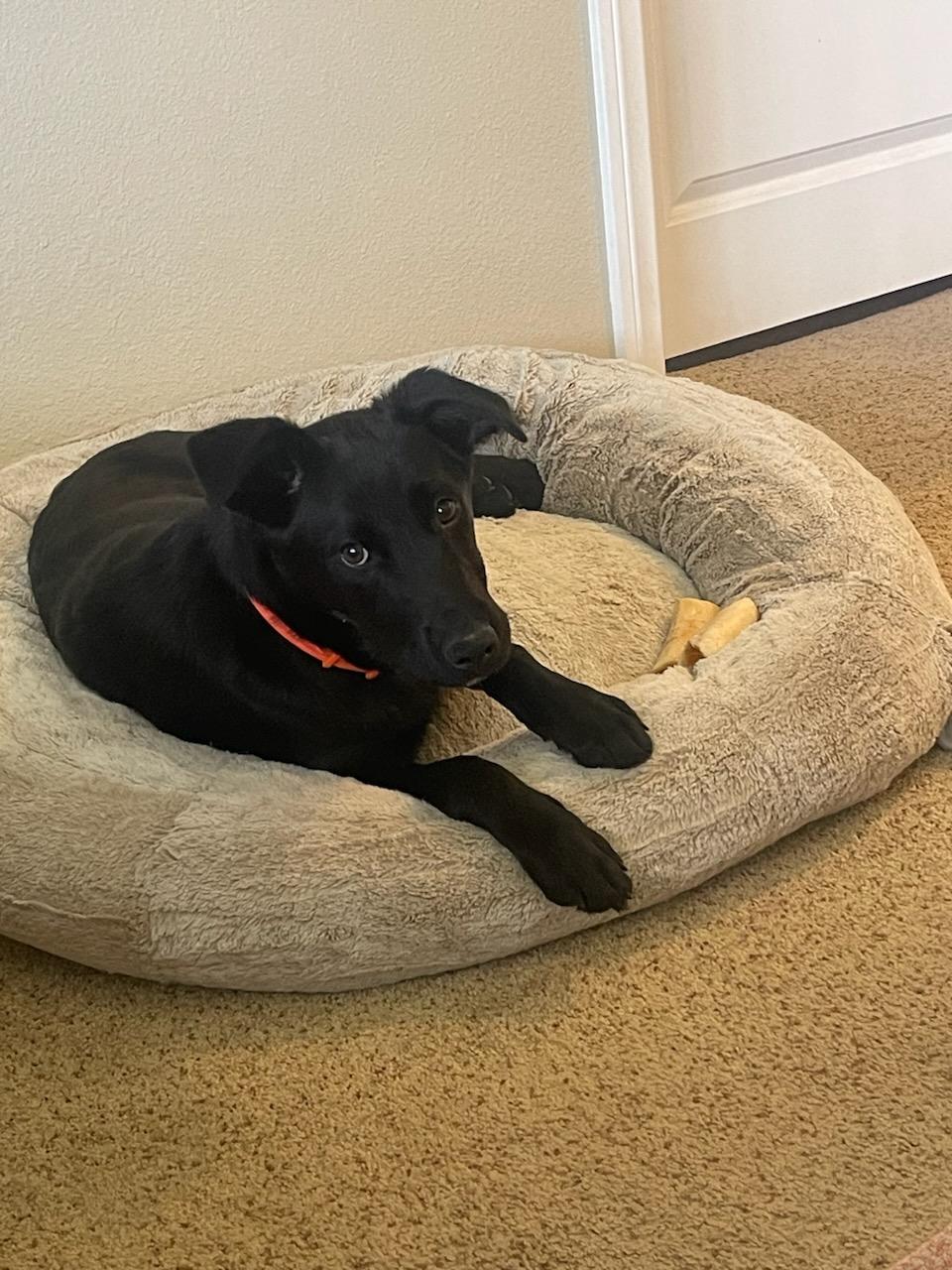 Dog for adoption - Jack, a Black Labrador Retriever in Bellflower, CA ...