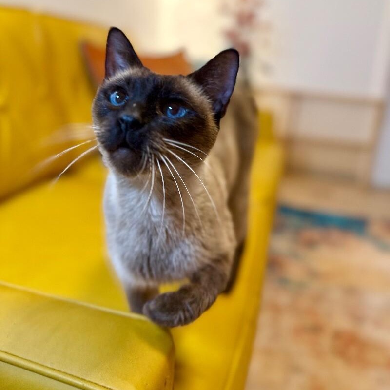 Cat for adoption - Mama Ellis Grey, a Siamese & Domestic Short Hair Mix ...