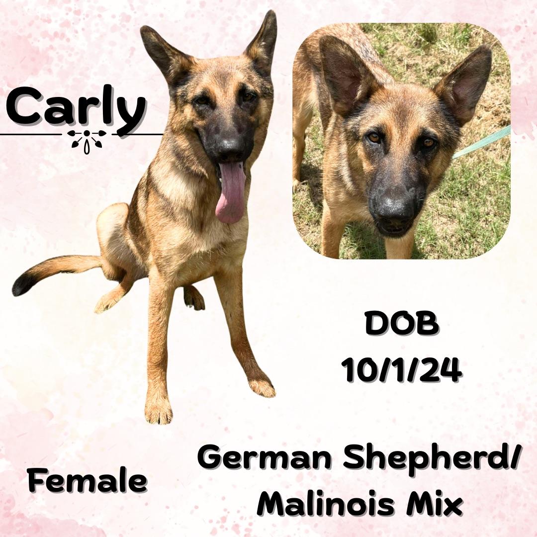 Dog for adoption - Carly, a German Shepherd Dog & Belgian Shepherd ...