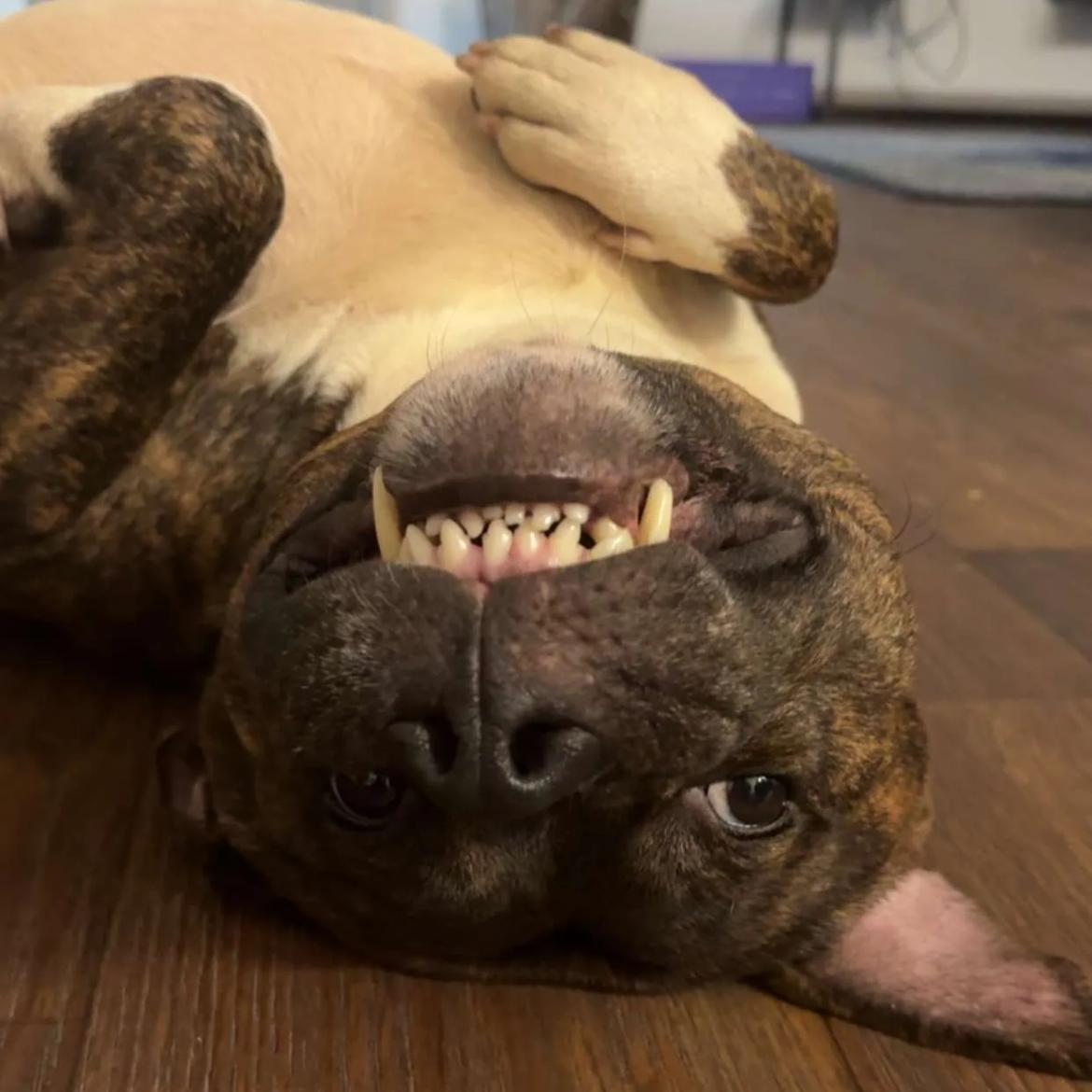 Dog for adoption - Caesar, an American Staffordshire Terrier Mix in ...