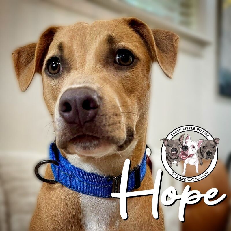 Dog for adoption - Hope Stepczyk, a Labrador Retriever & Pit Bull ...