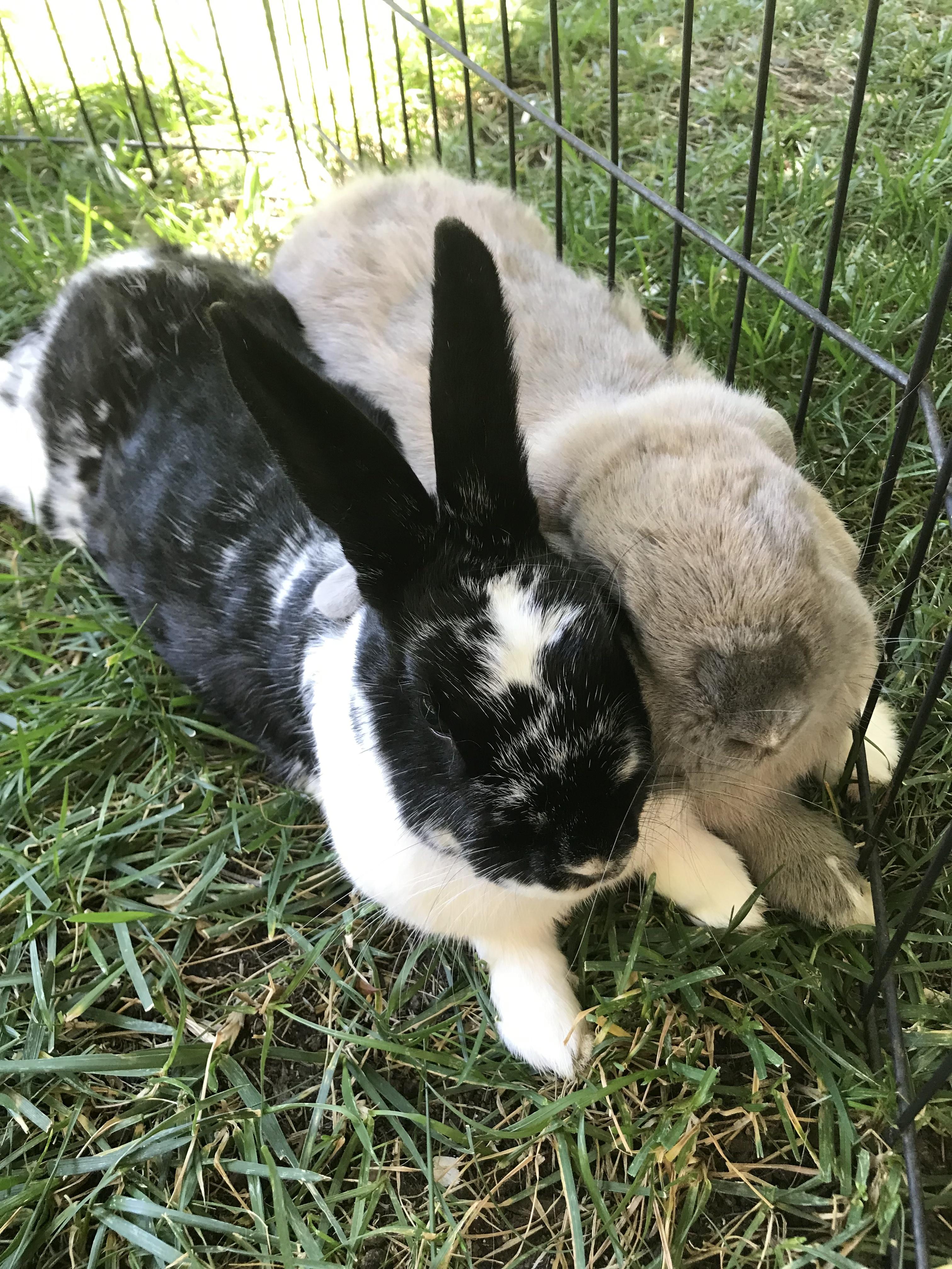 Rabbit for adoption - Thor & Clover, a Holland Lop & Dutch Mix in Los ...