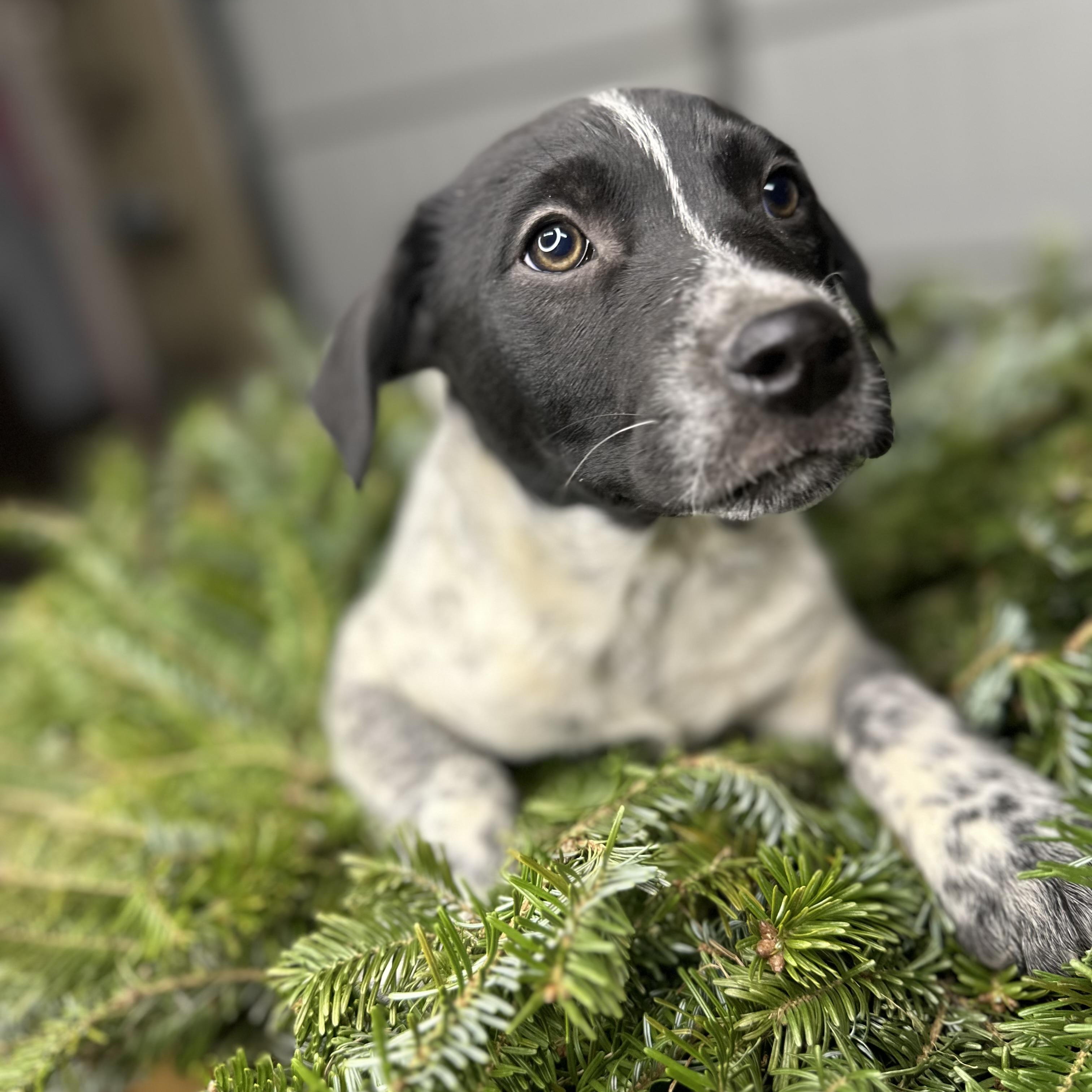 Dog for adoption - Dottie, a Pointer Mix in Green Bay, WI | Petfinder