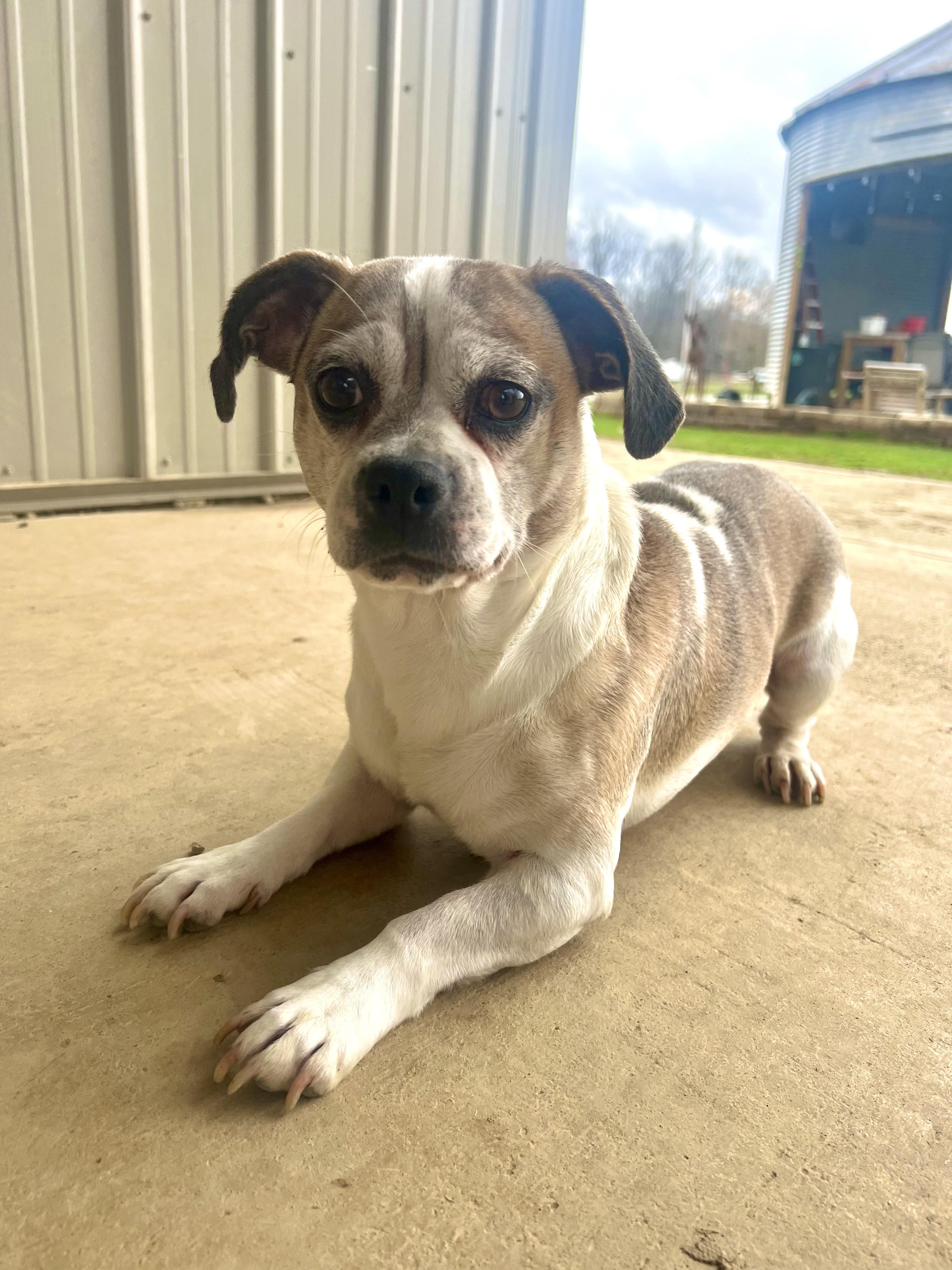 Dog for adoption - Cesar, a Puggle in Brazil, IN | Petfinder