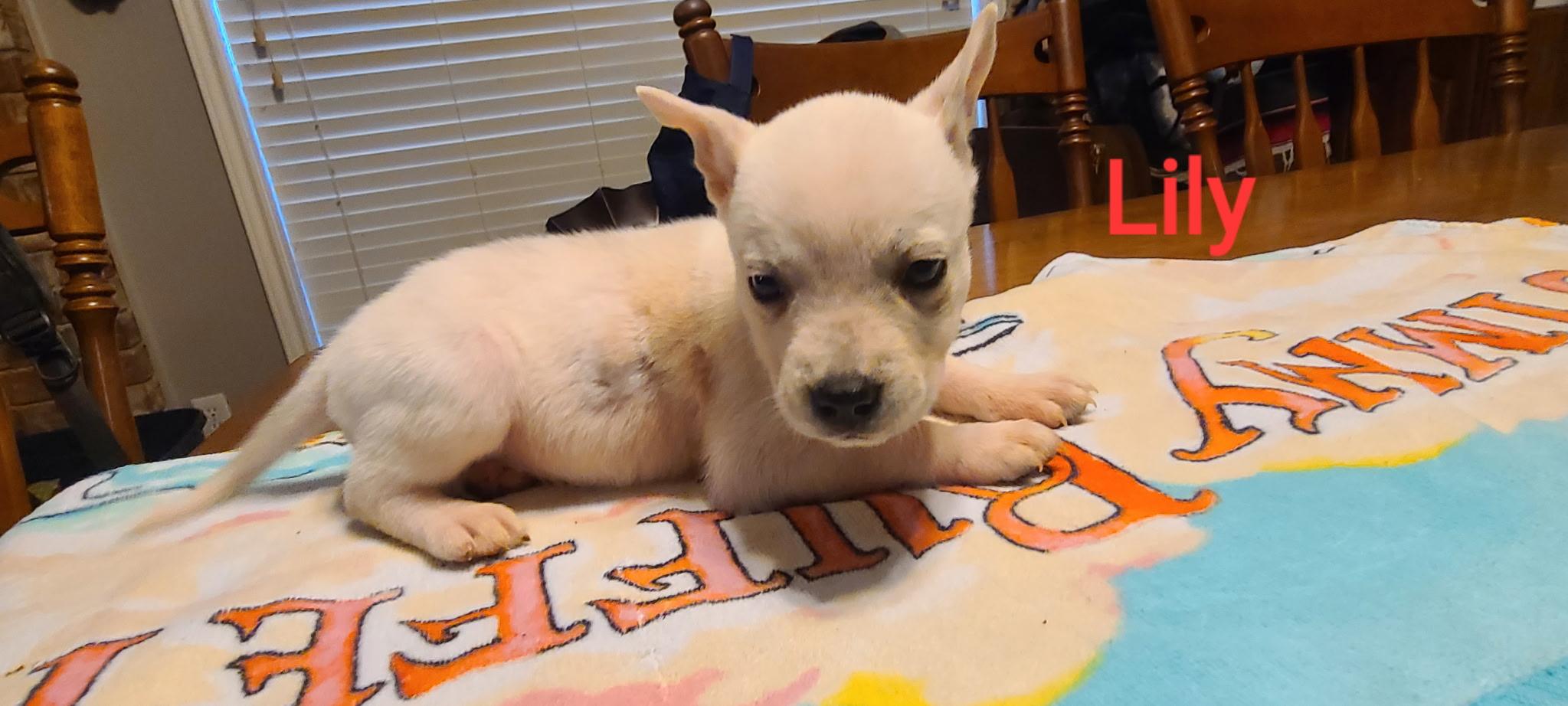 Dog for adoption - Lilly, a Siberian Husky Mix in Charlotte, NC | Petfinder